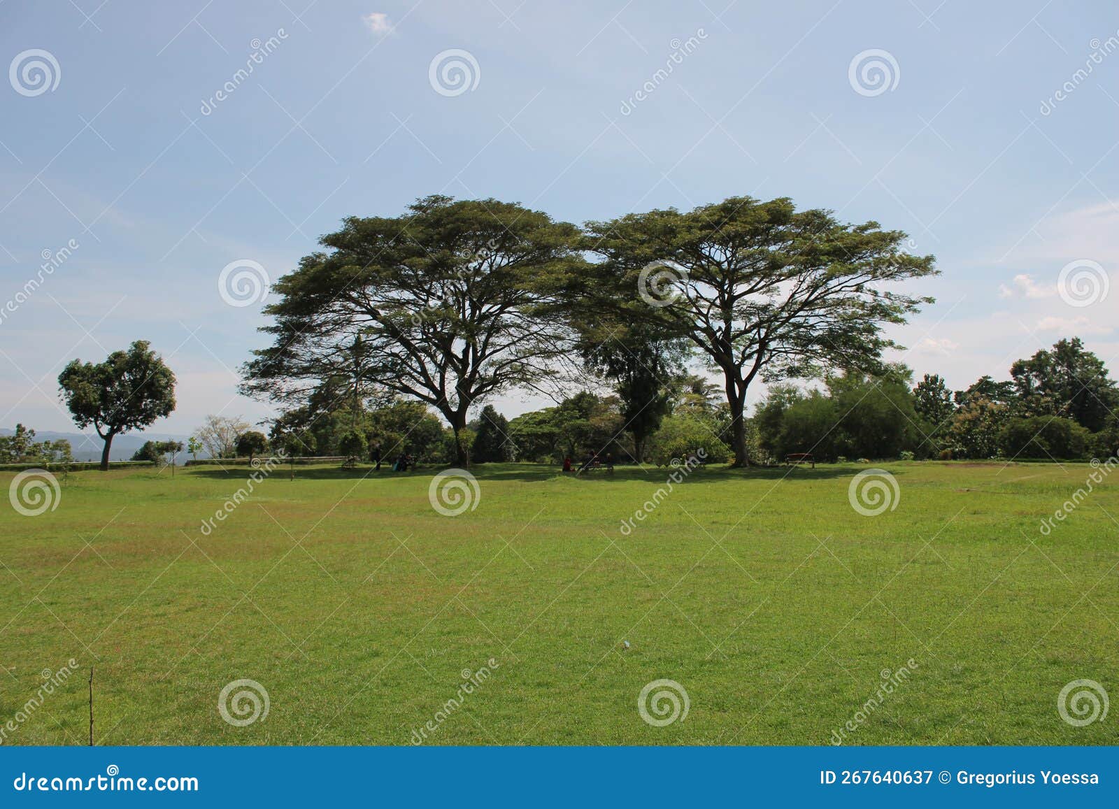 Photo of a Large Green Meadow with Two Large Trees Standing Side by ...