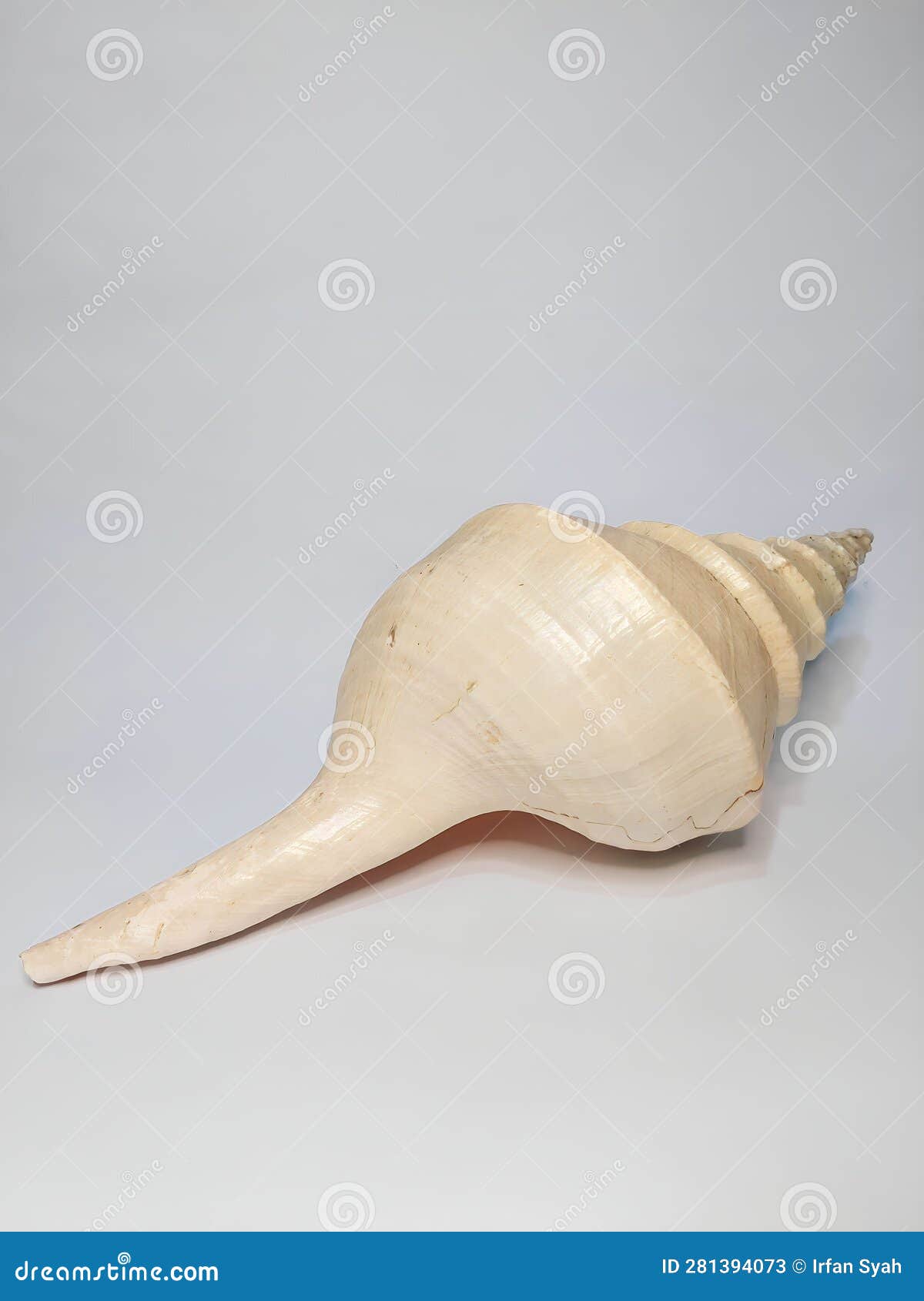 Photo of a Large Sea Shell on a White Background Stock Image - Image of ...