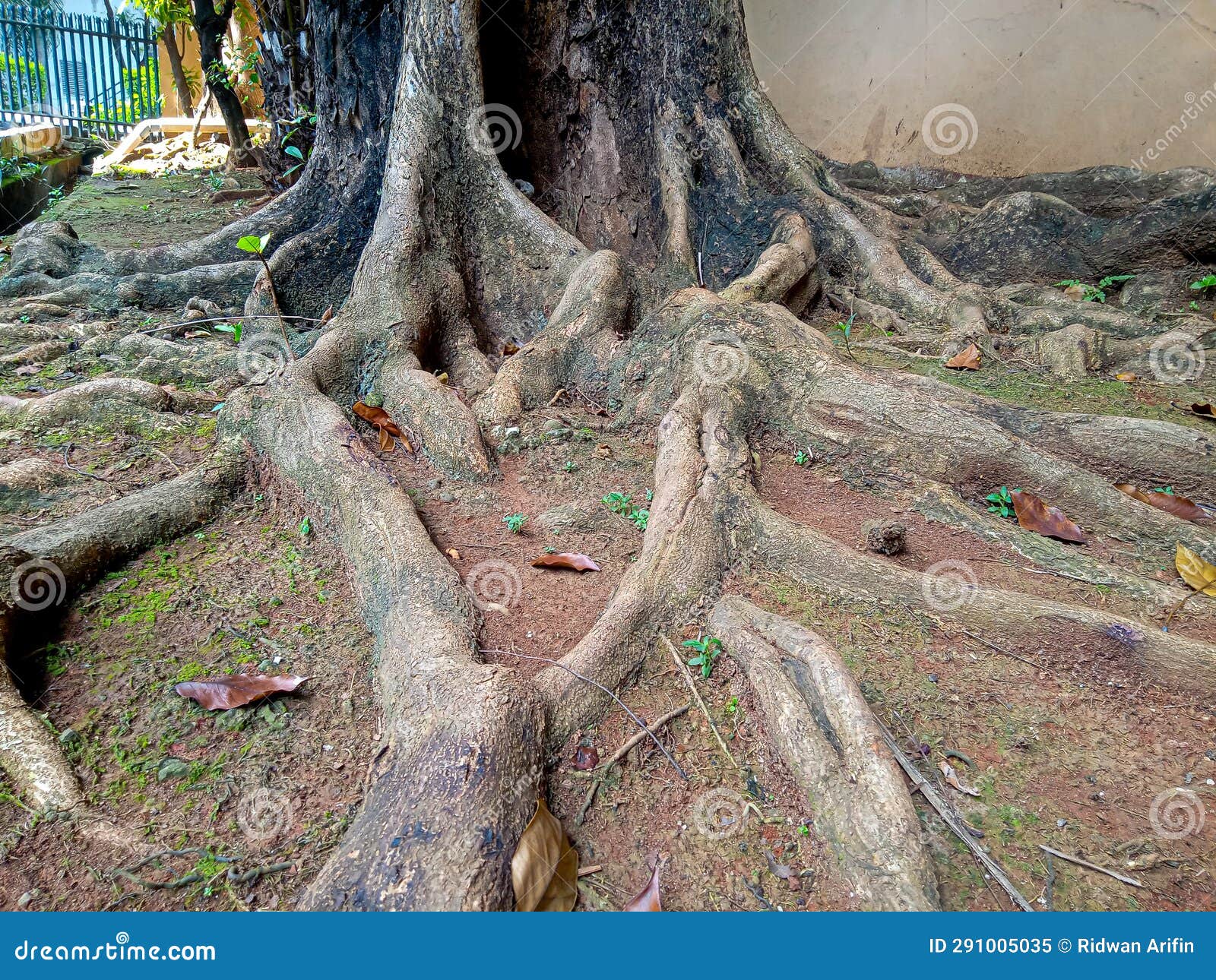 Photo of Large Tree Roots on the Ground Stock Image - Image of trunk ...