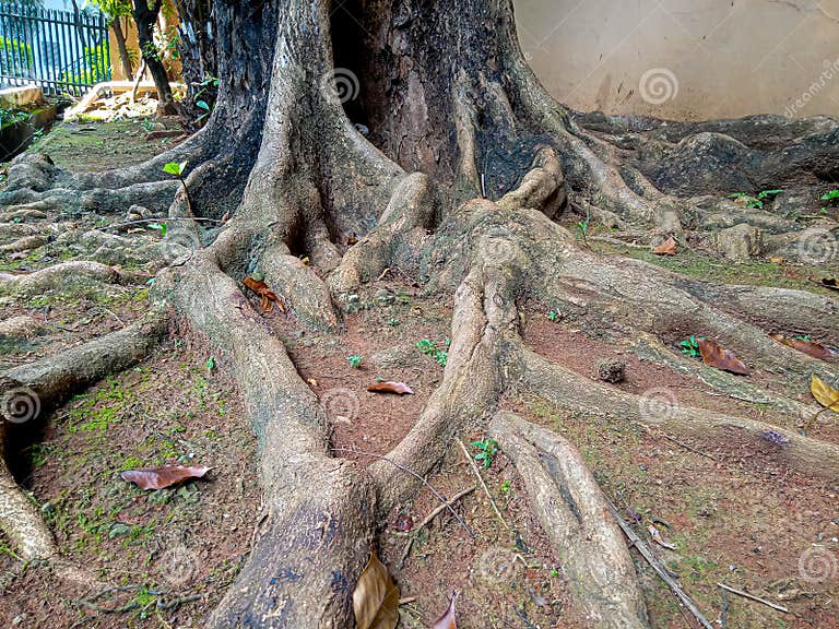 Photo of Large Tree Roots on the Ground Stock Image - Image of trunk ...