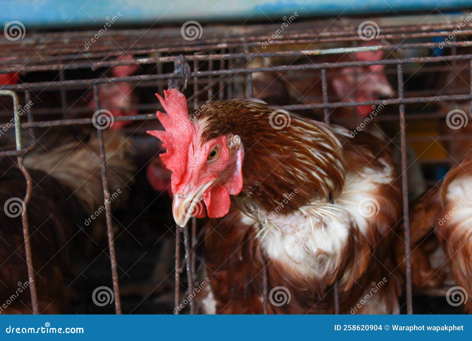 Photo of Laying Hens on the Farm Stock Photo - Image of chicken, brown ...