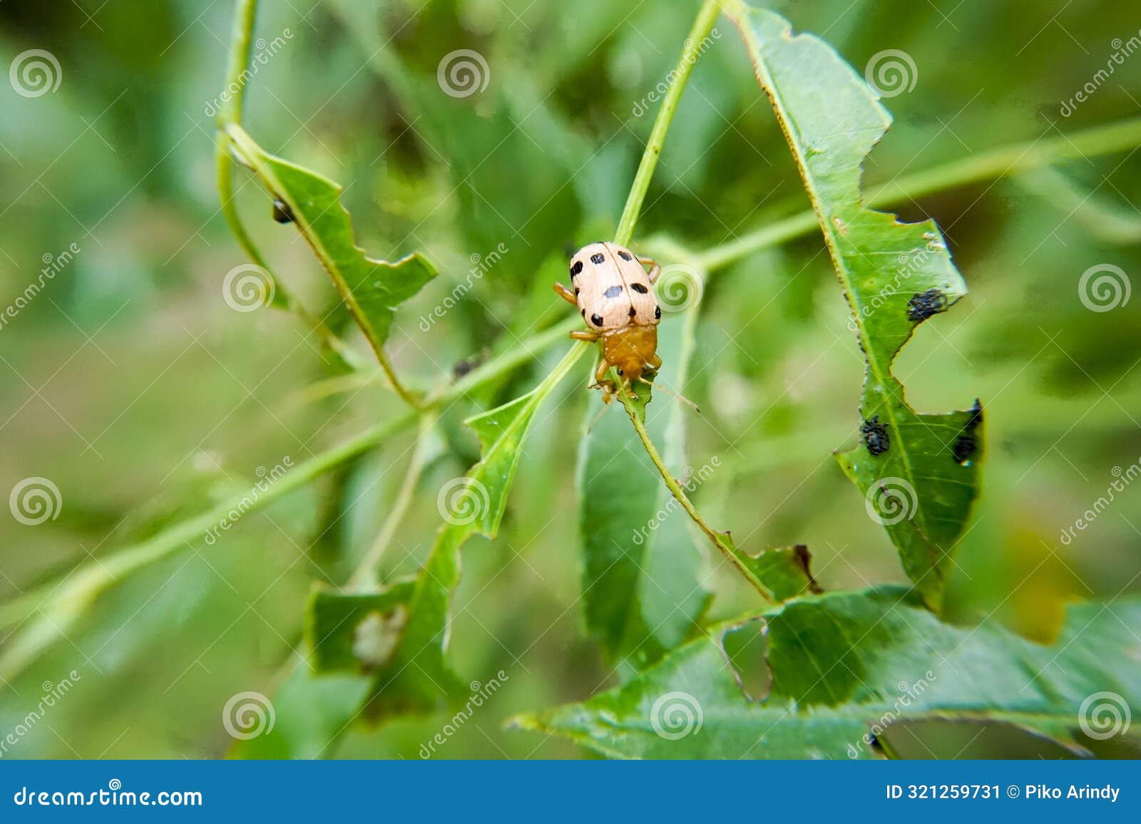 Photo of a Leaf Beetle Eating a Leaf, Front Facing Stock Image - Image ...