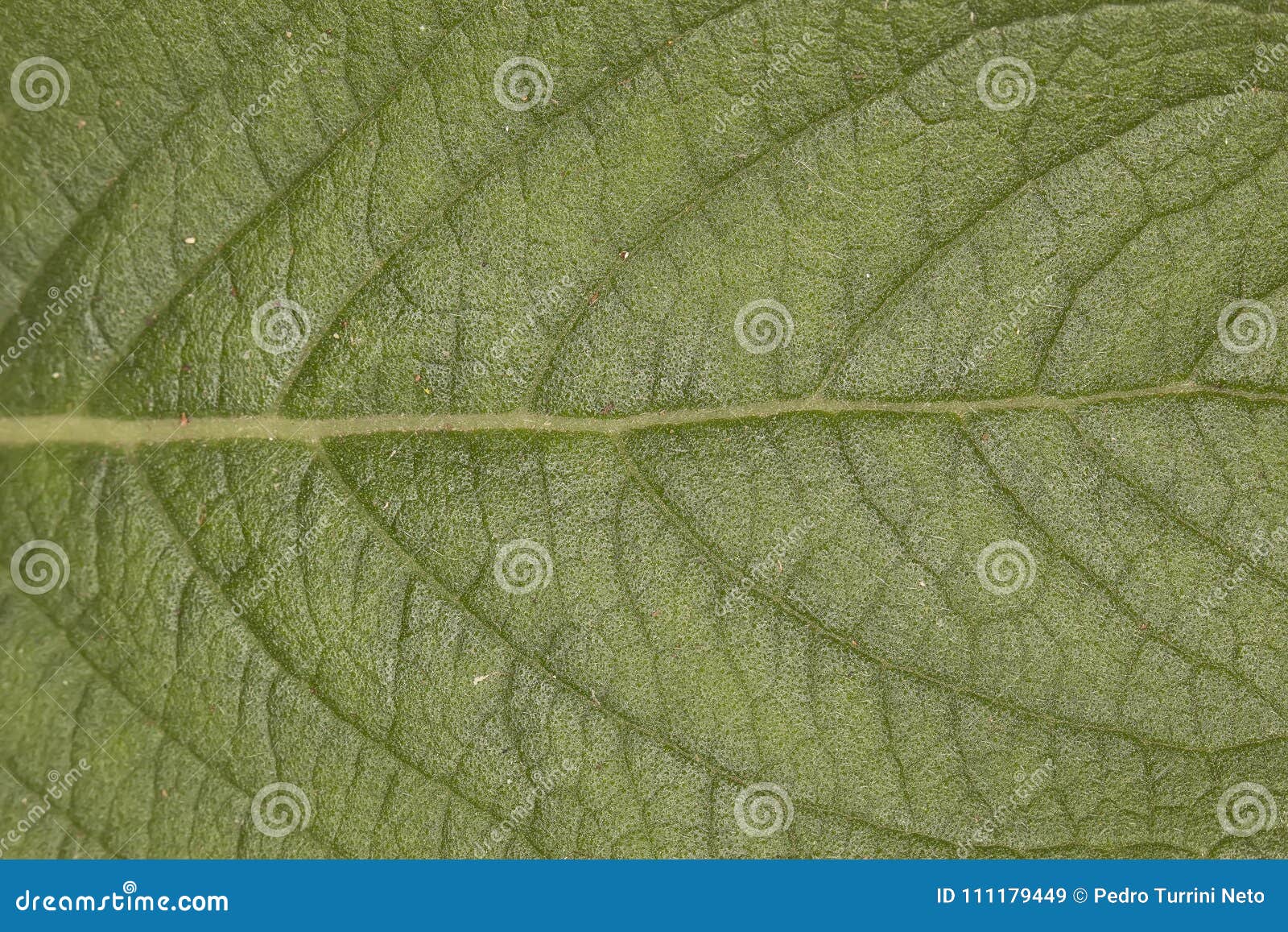 Leaf Closeup Texture - Leaf Macro Texture Stock Image - Image of ...