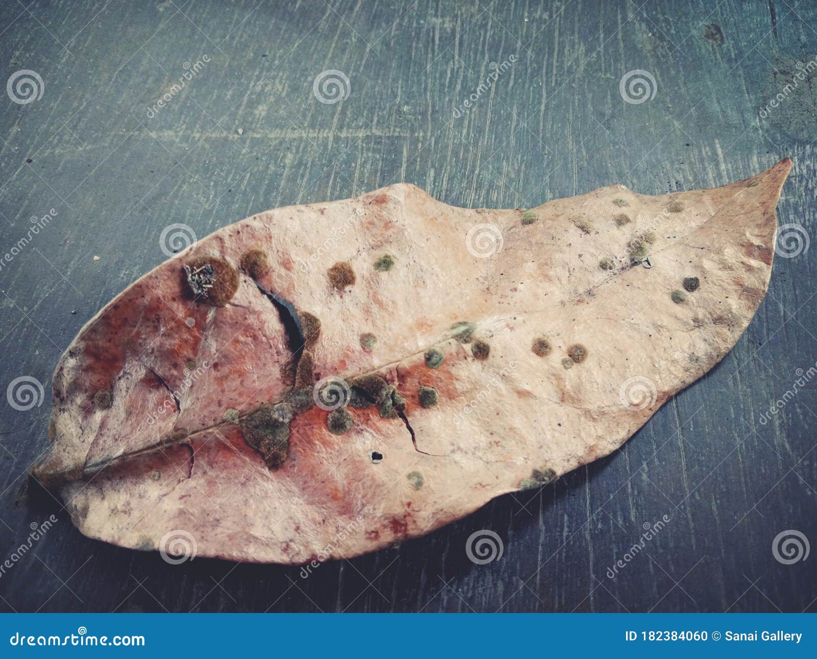Photo of a Leaf that Has Withered Stock Photo - Image of meat ...