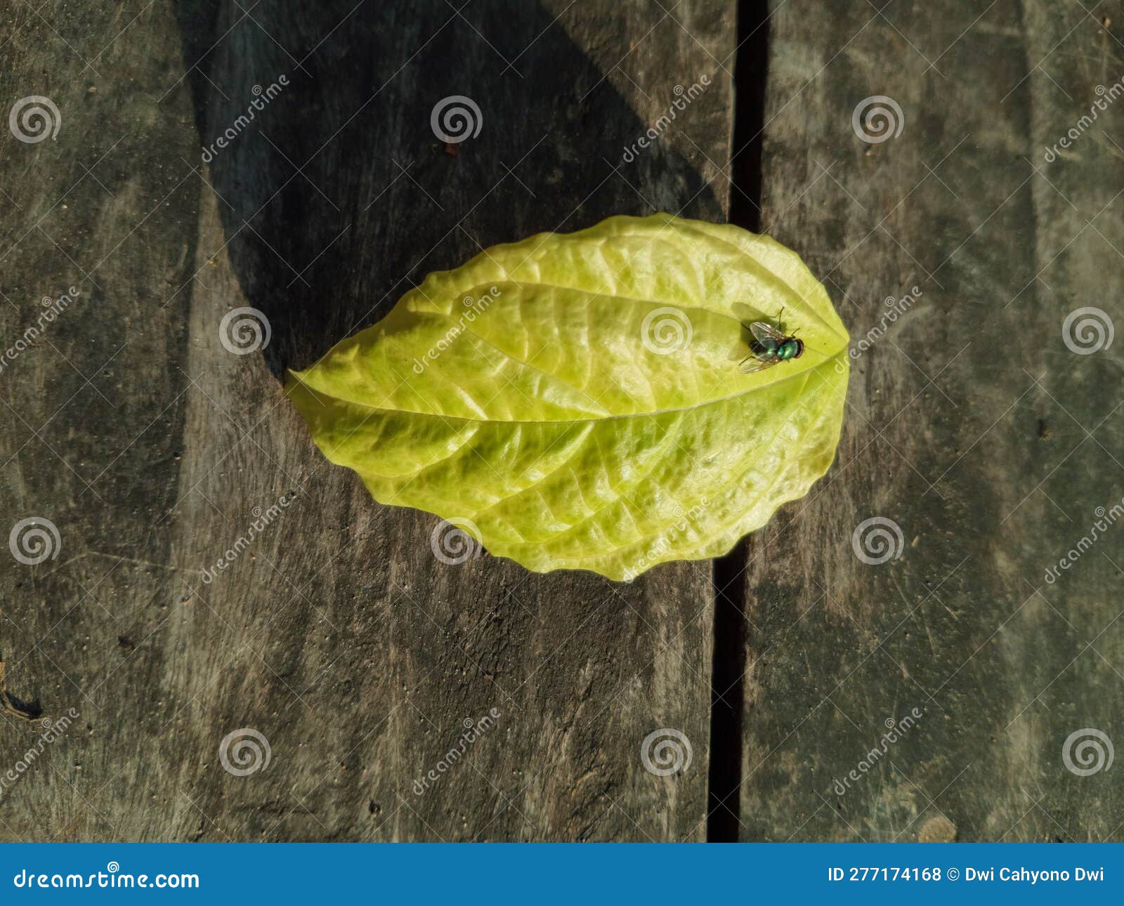 Photo of a Leaf Infested with Flies Stock Photo - Image of sunlight ...