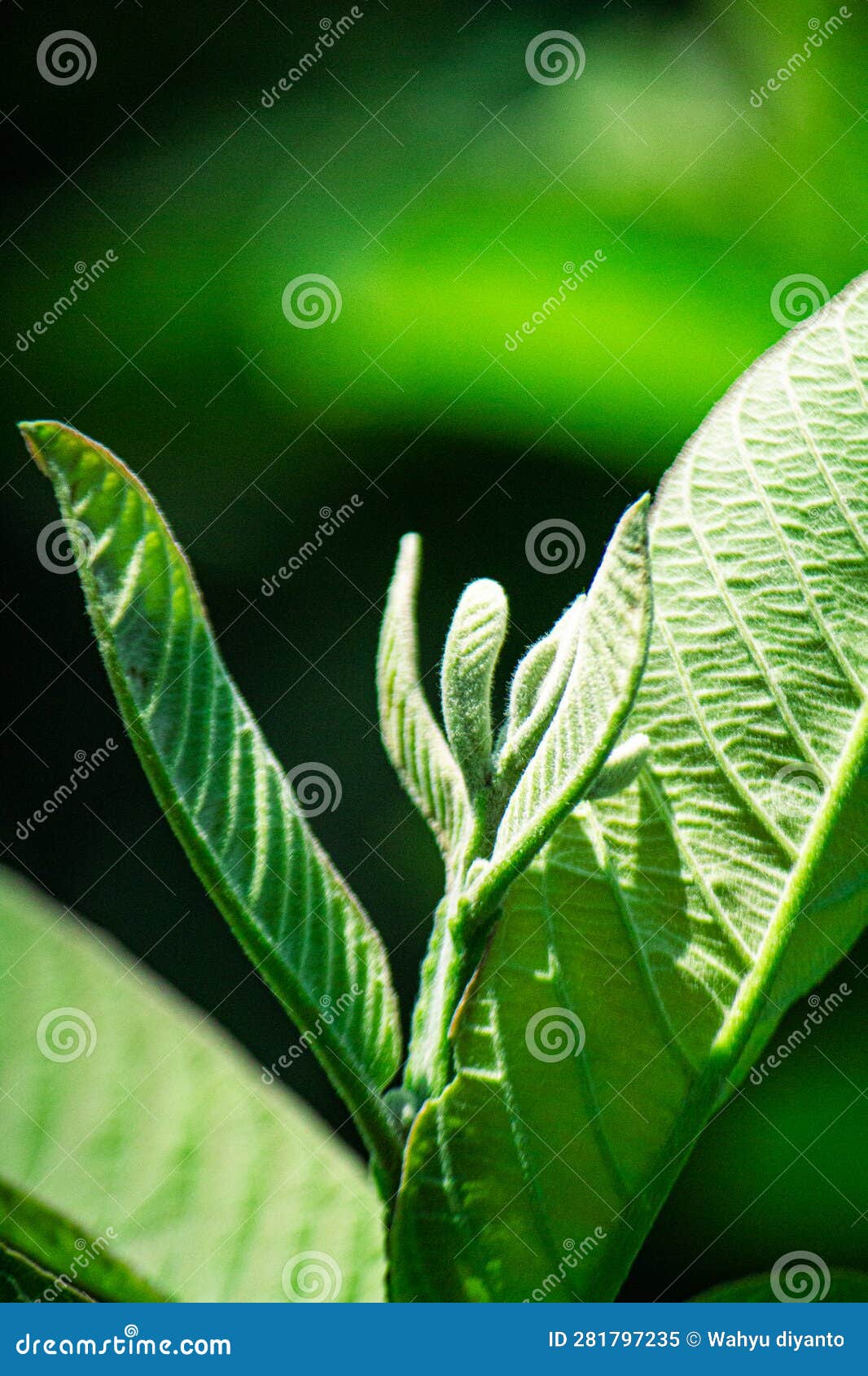 Photo of leaf shoots stock image. Image of nature, wildflower - 281797235