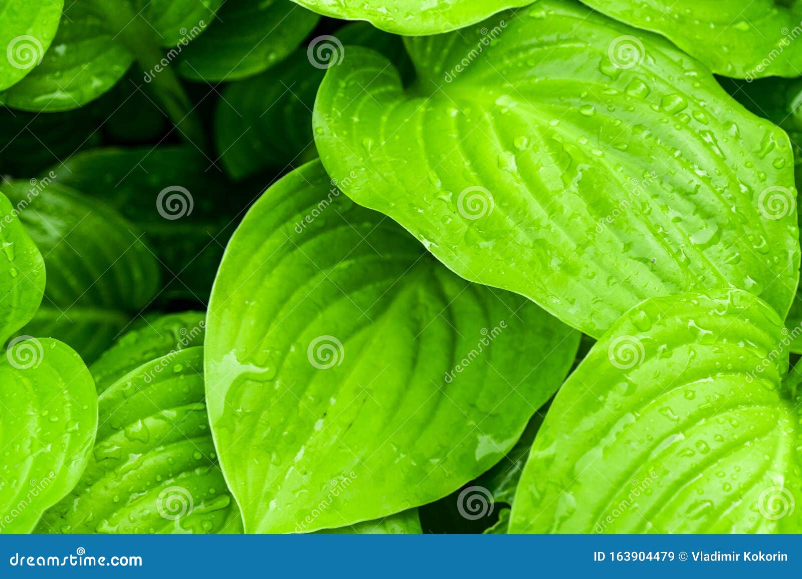 Photo of the Leaves of the Host Plant Stock Image - Image of freshness ...