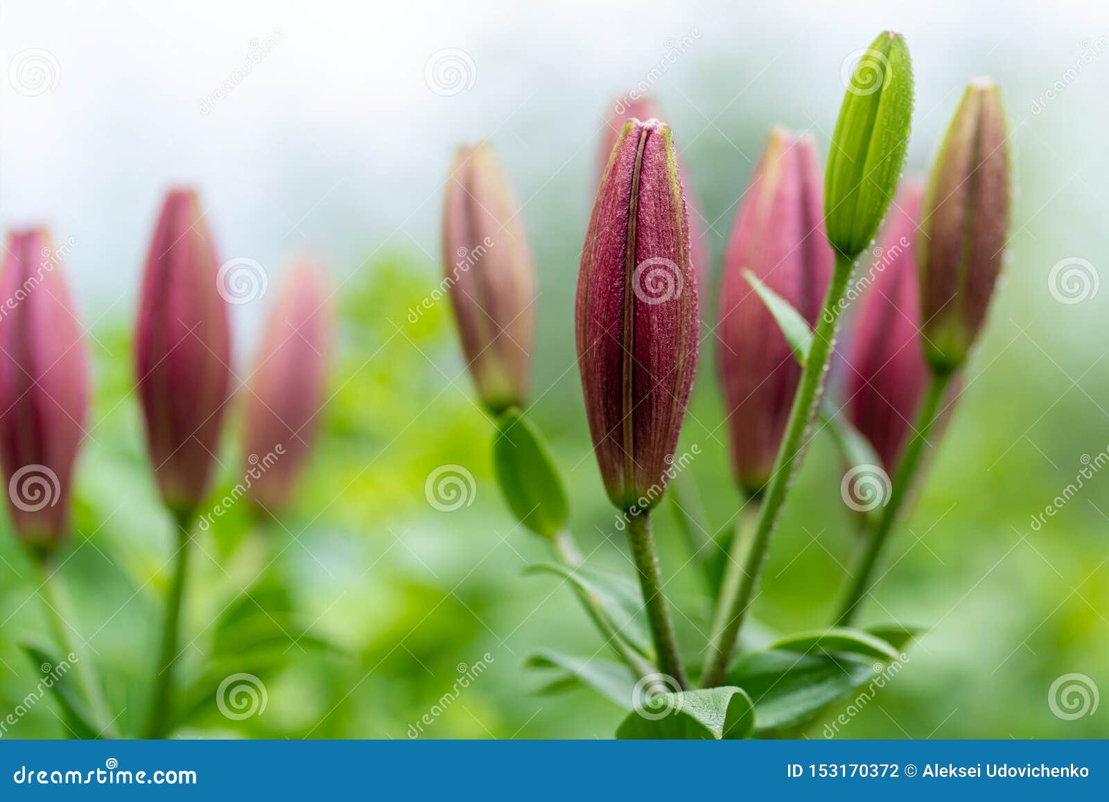 Photo of Lily Buds in Soft Focus Close Up Stock Photo - Image of exotic ...