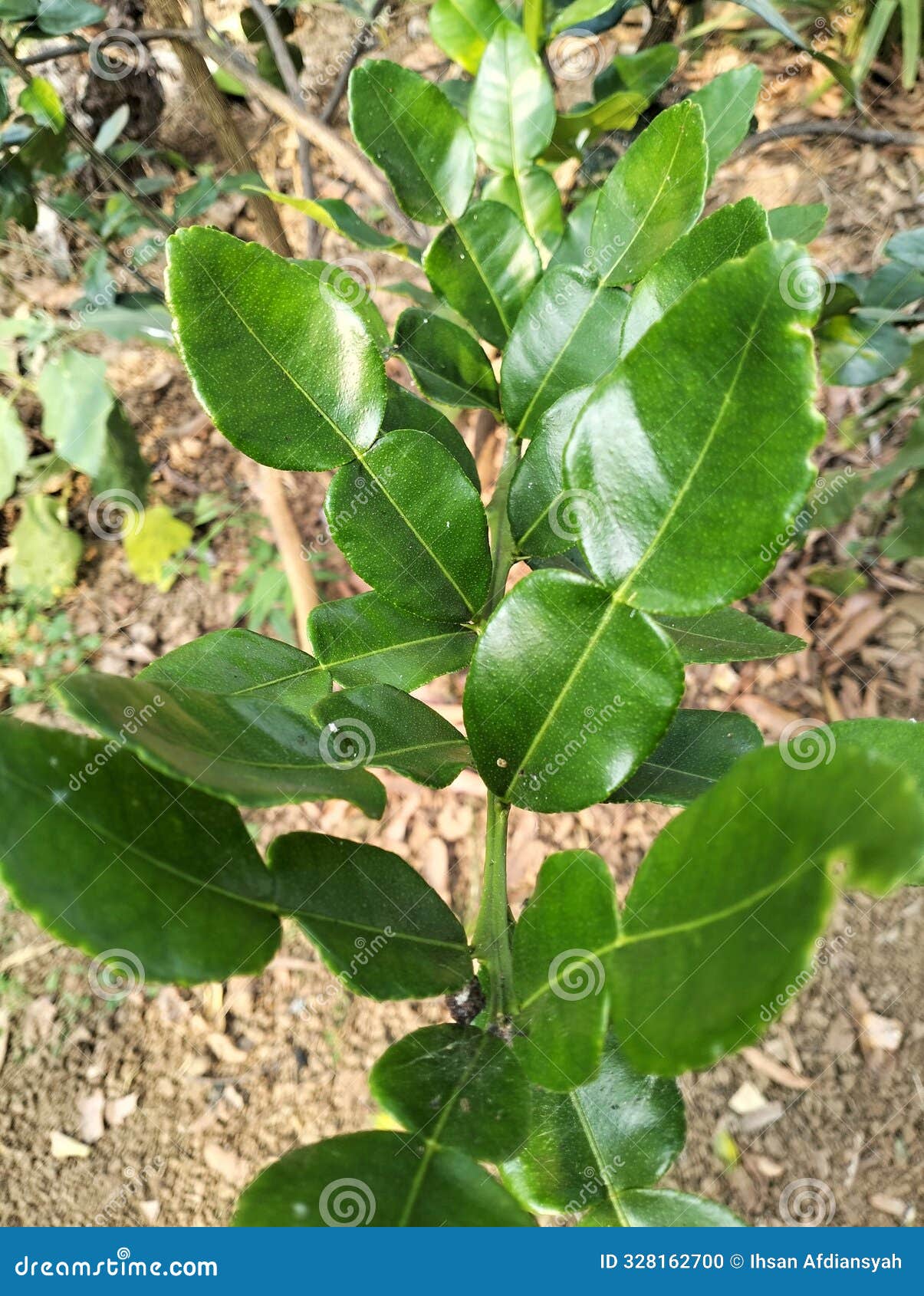 A Photo of Lime Leaves in the Shape of a Figure Eight Stock Photo ...