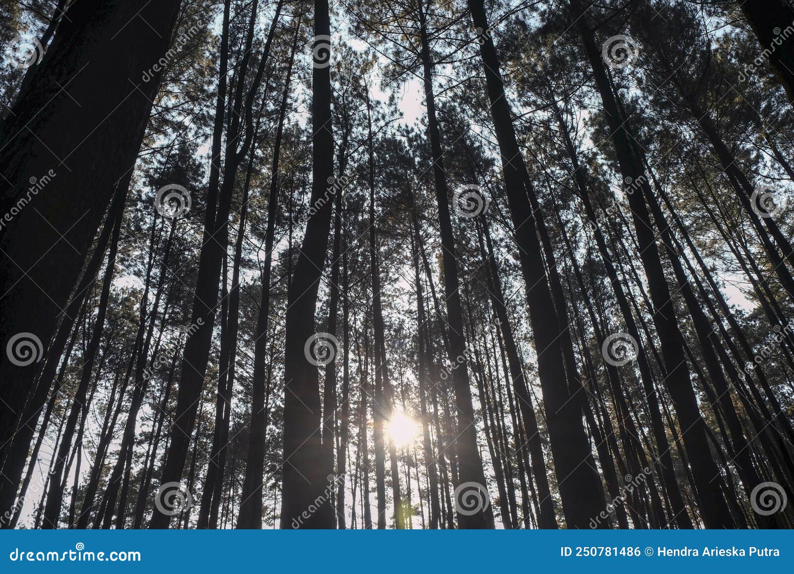 Photo of a Line of Pine Trees in the Morning Sun Stock Photo - Image of ...