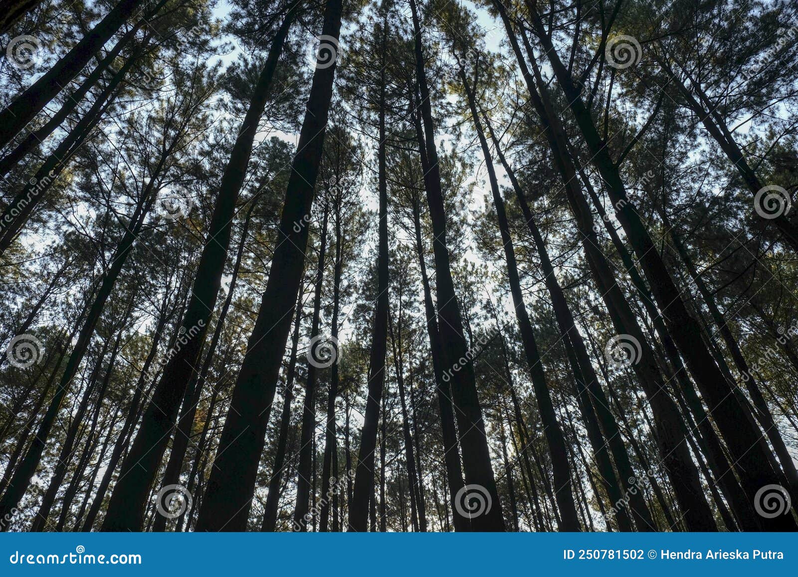Photo of a Line of Pine Trees in the Morning Sun Stock Photo - Image of ...