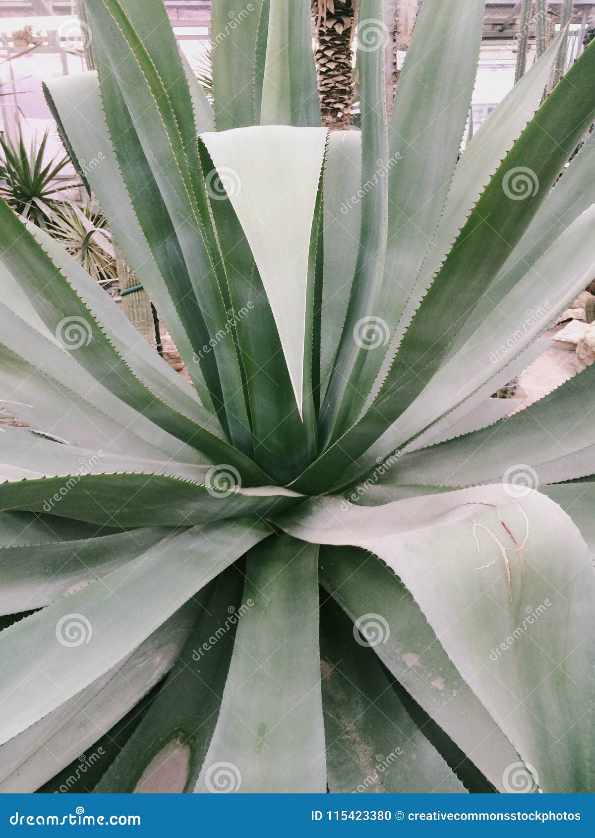 Photo Of Linear Leaf Plant Picture. Image: 115423380