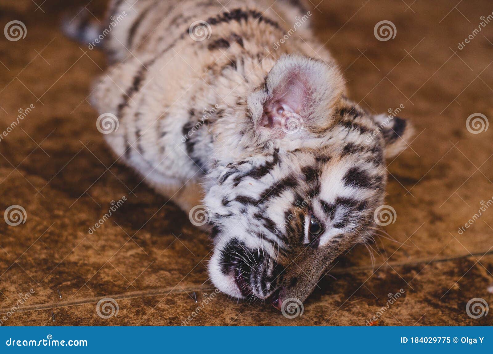 Photo of a Little Tiger Cub Stock Image - Image of large, appetite ...