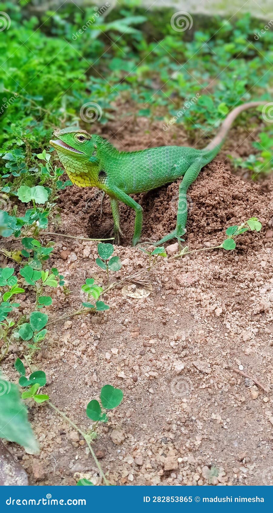 A Photo of a Lizard Digging a Small Hole To Protect the Eggs before ...