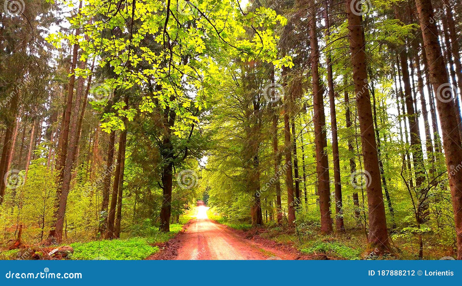 A Long Path in a Fir Forest Stock Photo - Image of path, lane: 187888212