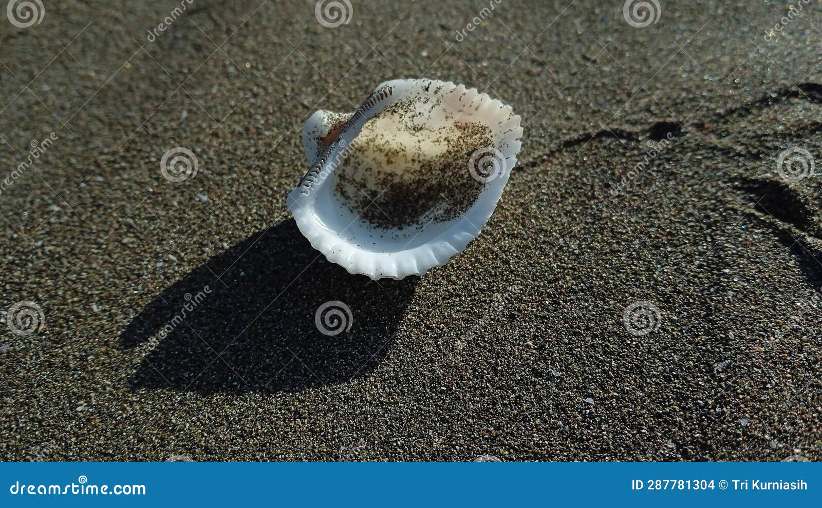 The Photo Looks Beautiful in the Shell of a Small Washed Up on the ...