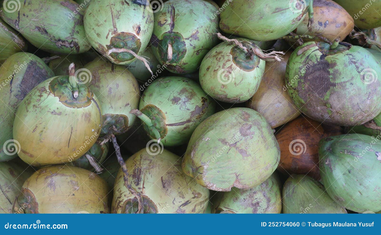 Photo a Lot of Fresh Coconuts Picture Stock Photo - Image of fruit ...