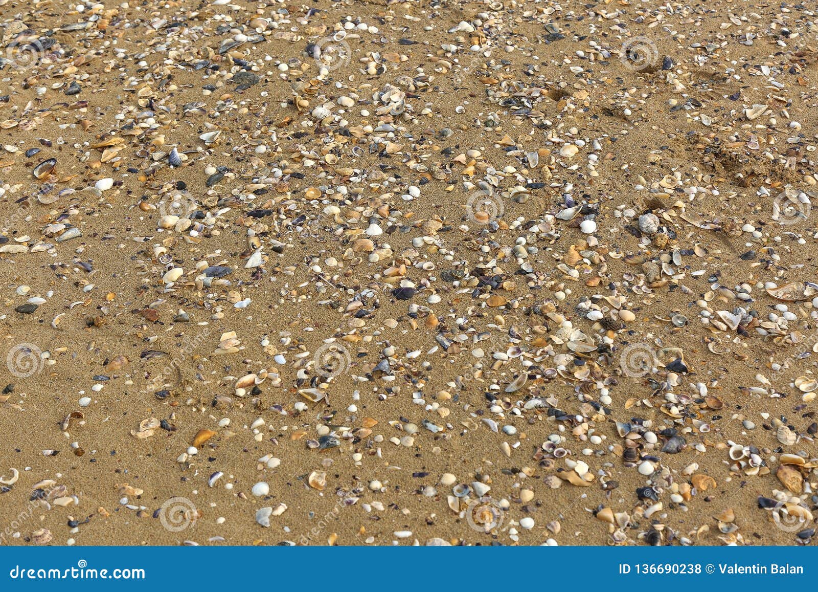 Shells on the beach stock photo. Image of exotic, island - 136690238