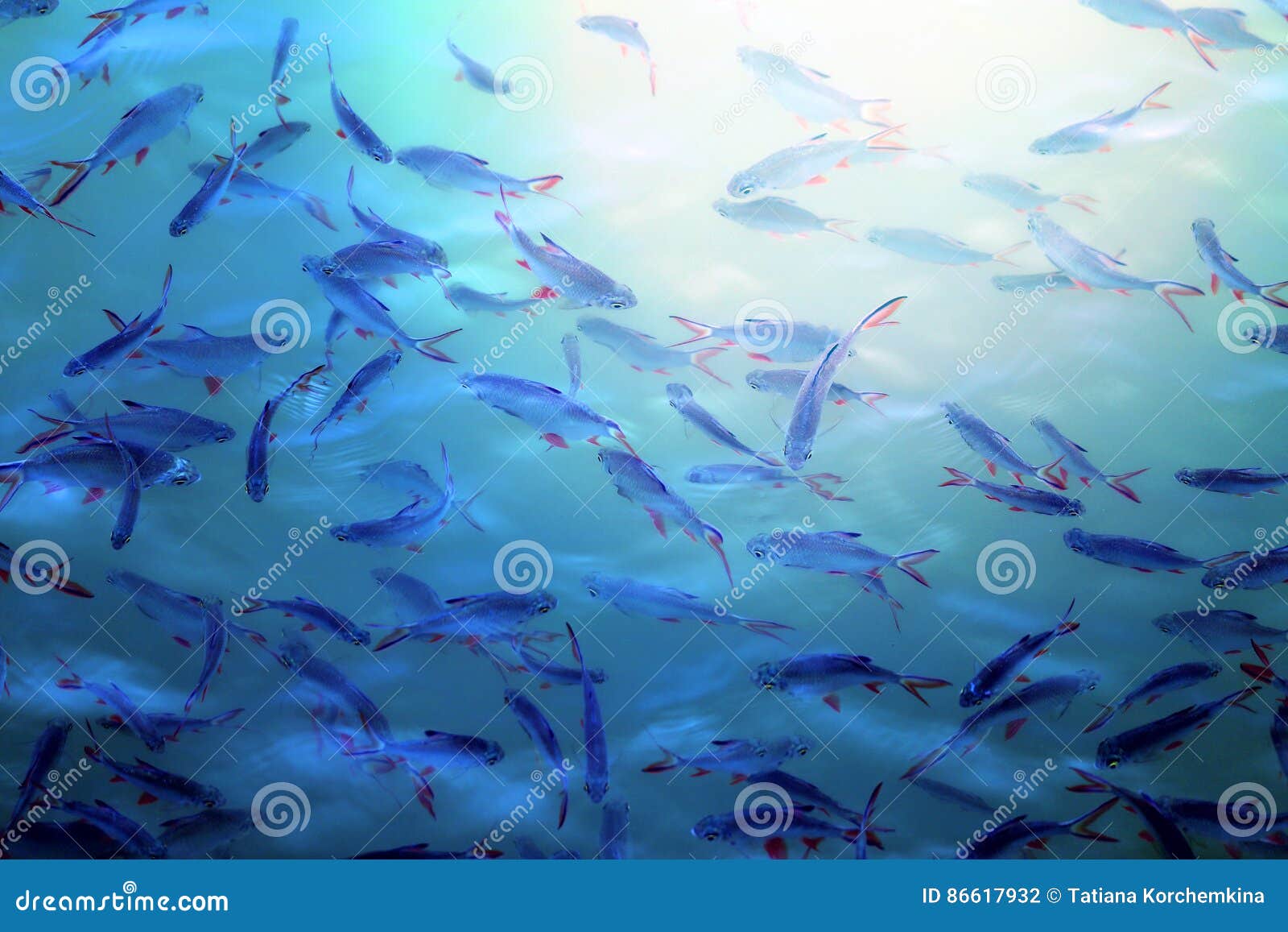 Photo macro different fish stock photo. Image of luxury - 86617932