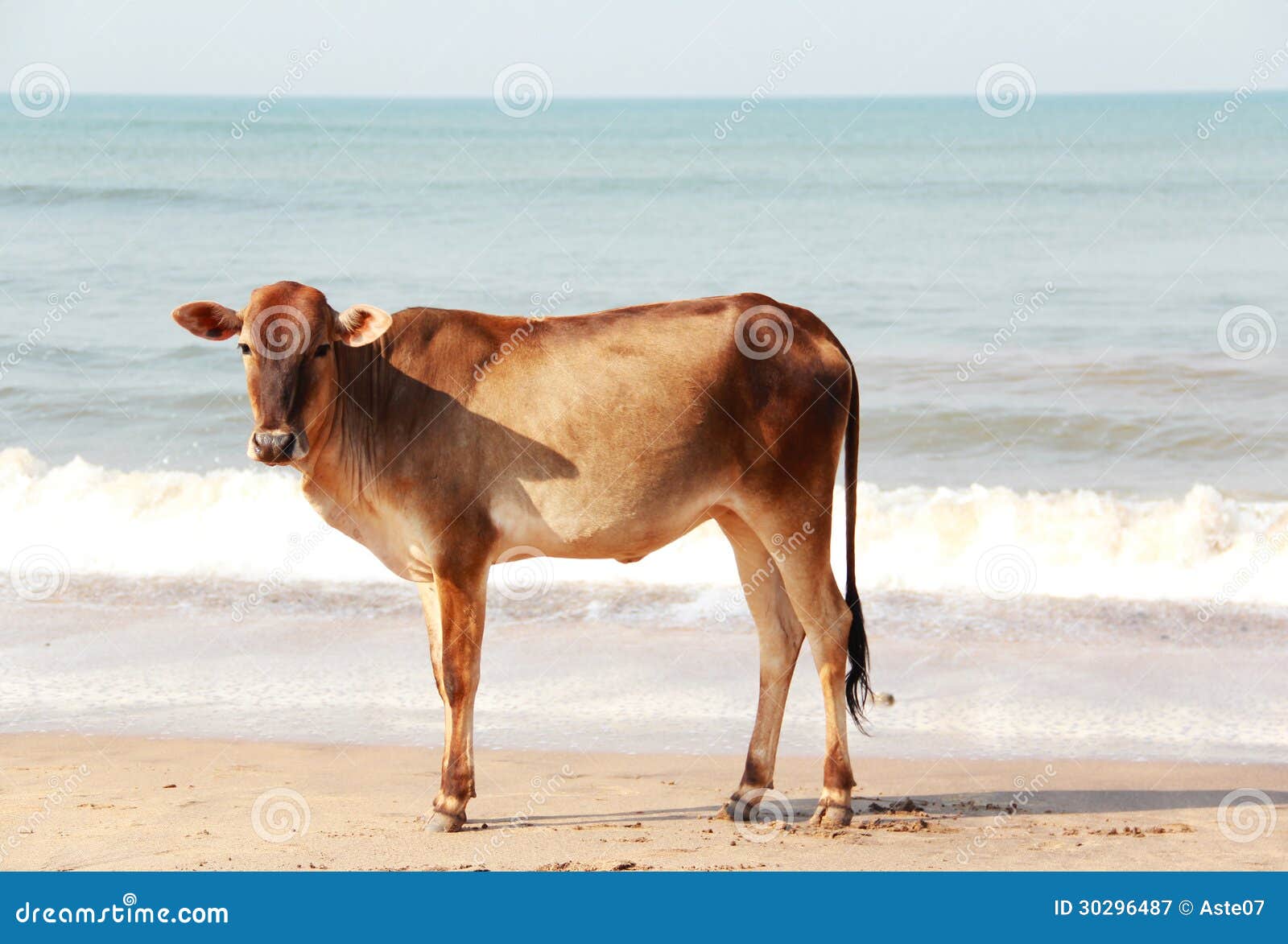 Heifer stock image. Image of travel, vacation, anjuna - 30296487