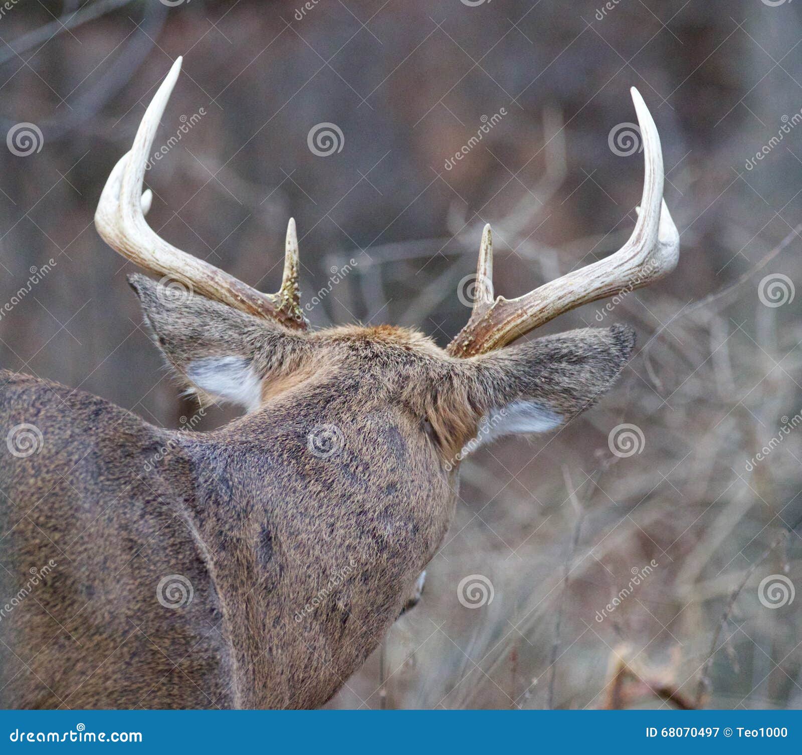 Photo of the Male Deer with the Horns from the Back Stock Image - Image ...