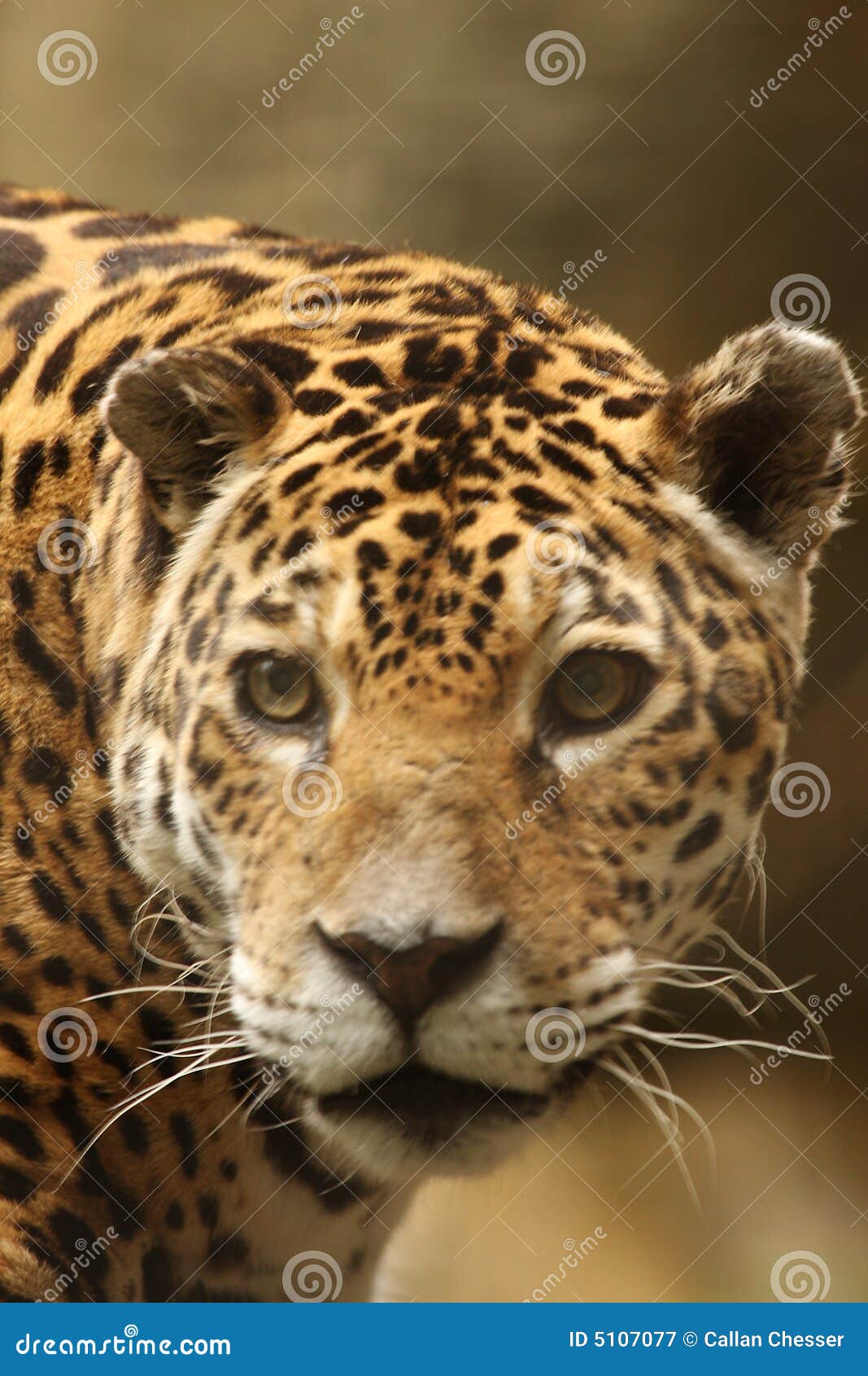 A photo of a male jaguar stock image. Image of male, animals - 5107077