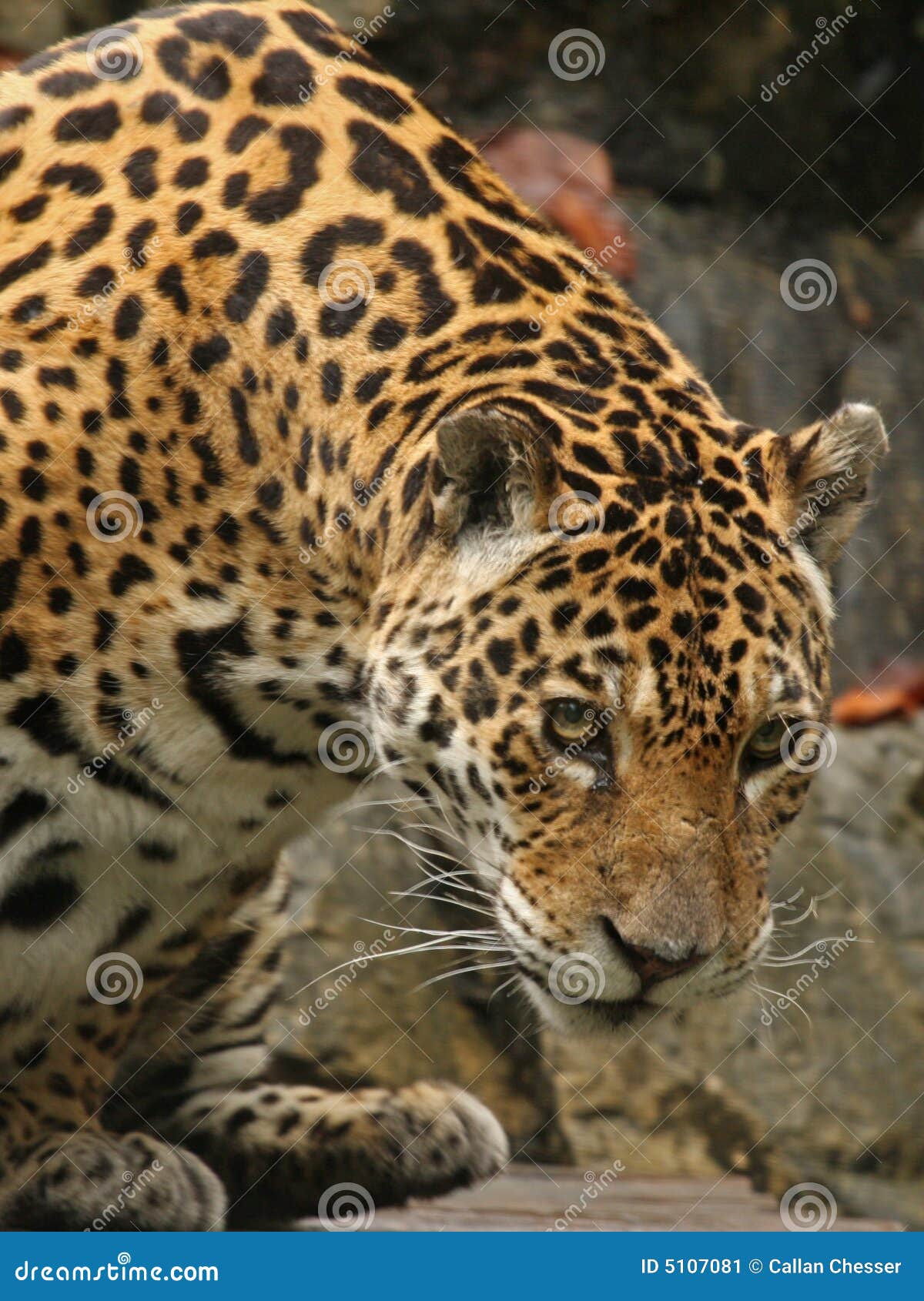A photo of a male jaguar stock image. Image of outside - 5107081