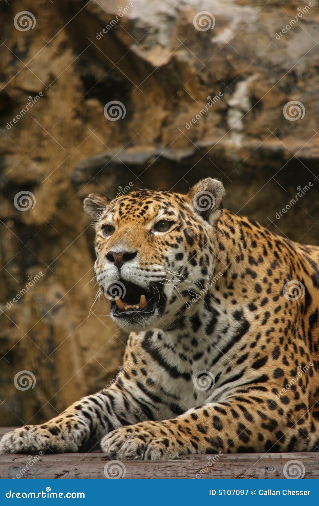 A photo of a male jaguar stock image. Image of outside - 5107097