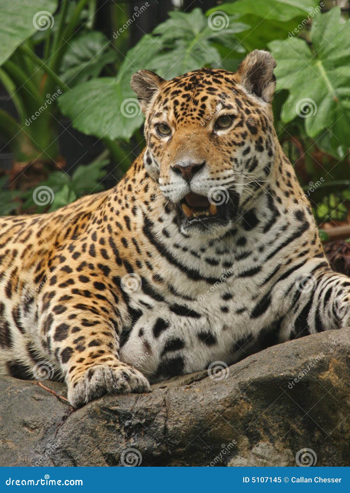 A photo of a male jaguar stock image. Image of animal - 5107145