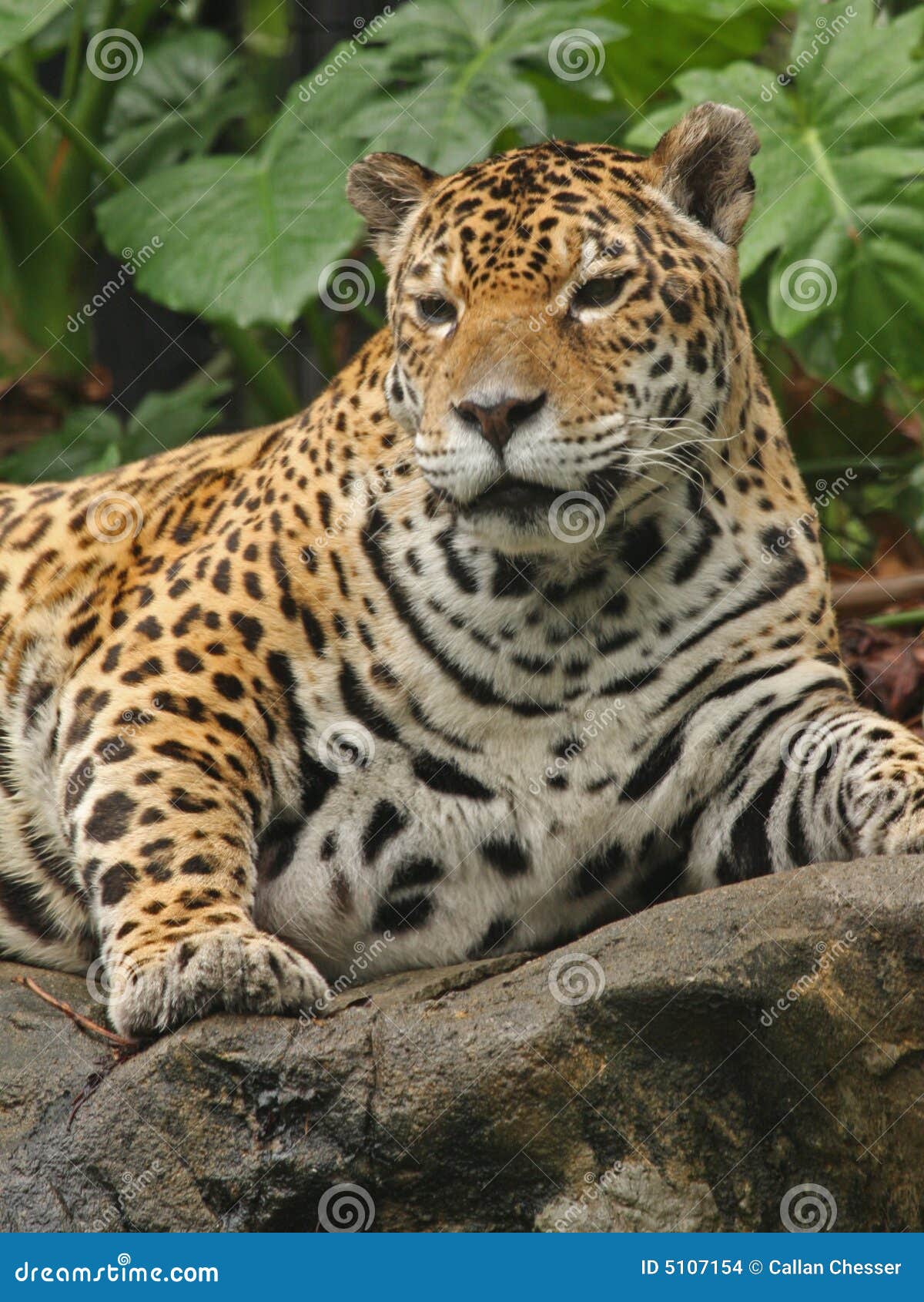 A photo of a male jaguar stock photo. Image of face, mammal - 5107154
