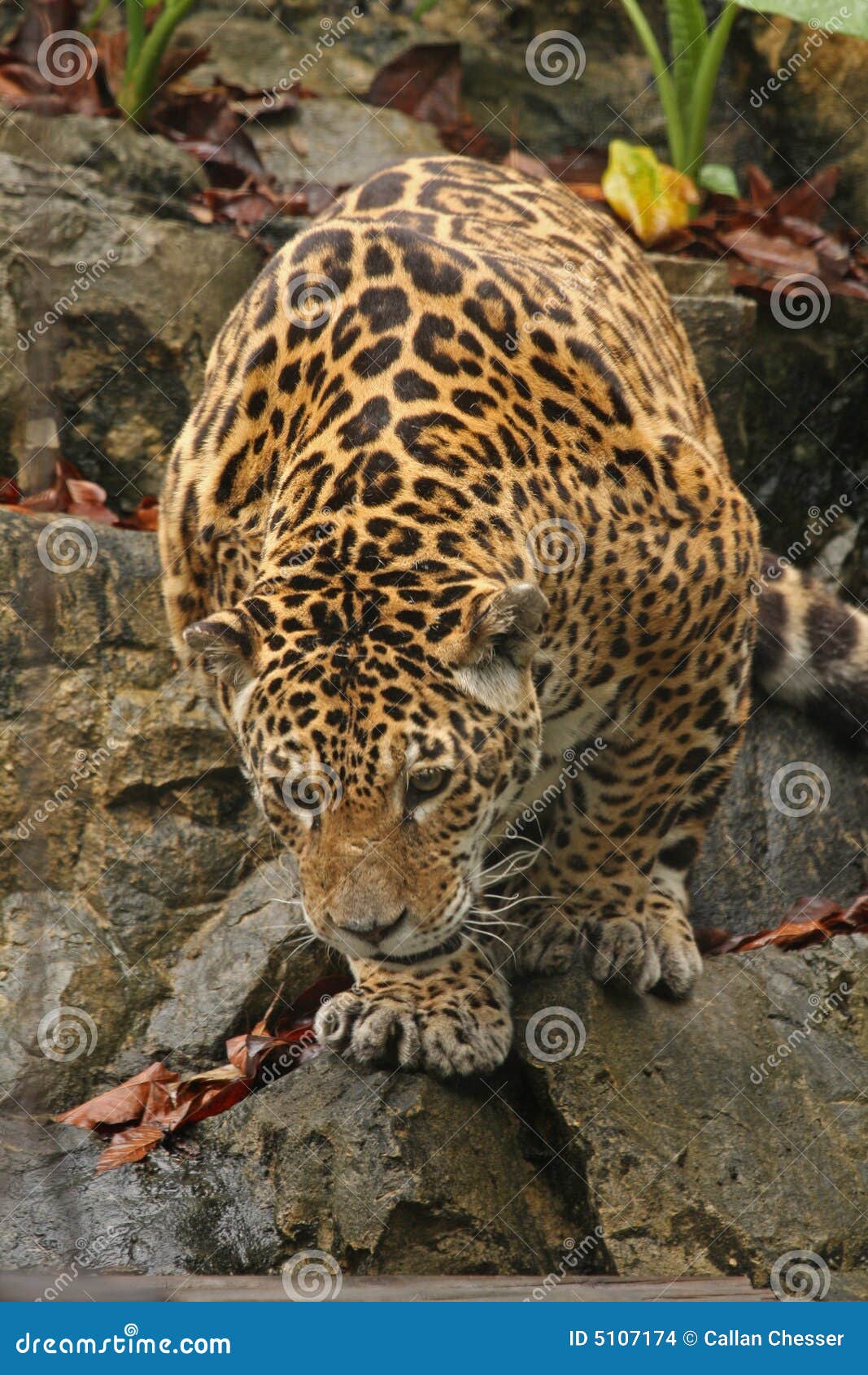 A photo of a male jaguar stock photo. Image of jaguar - 5107174