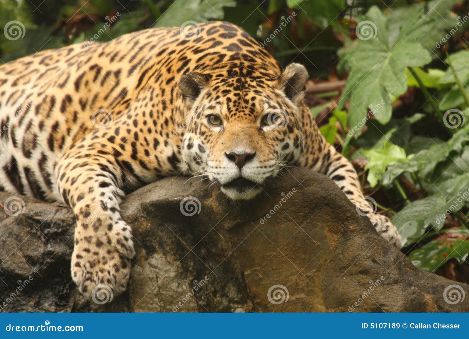 A photo of a male jaguar stock image. Image of jaguar - 5107189