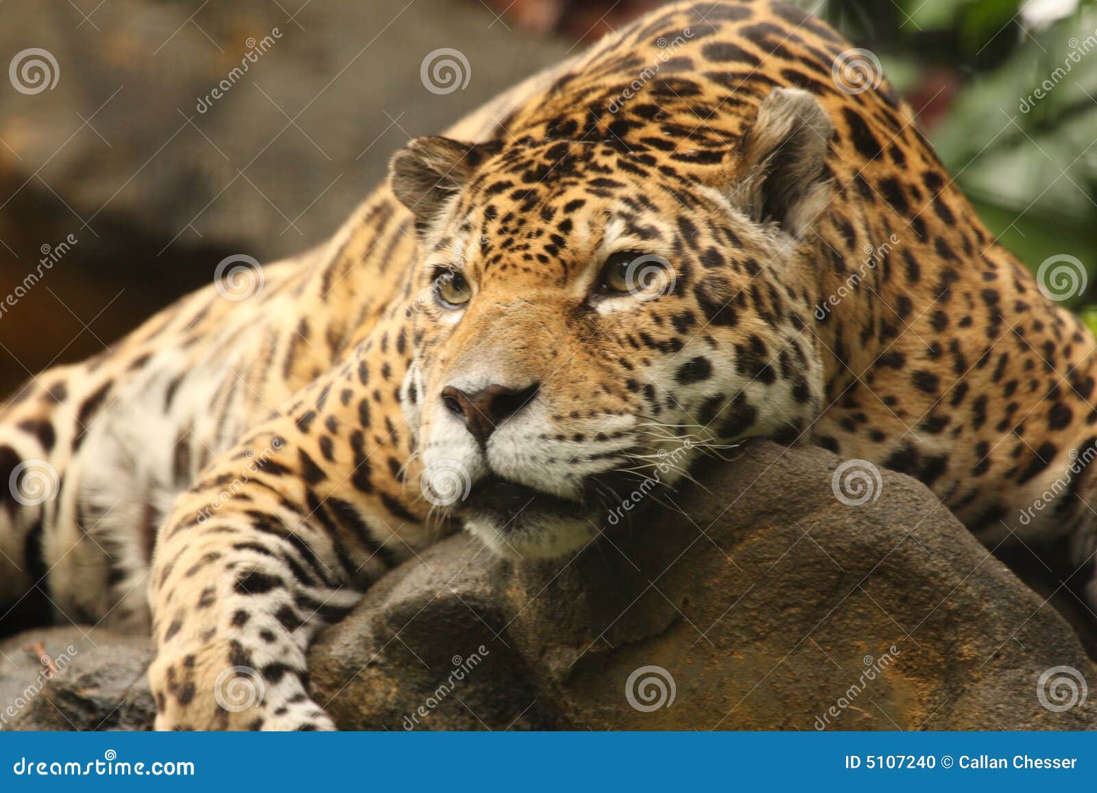 A photo of a male jaguar stock photo. Image of looking - 5107240