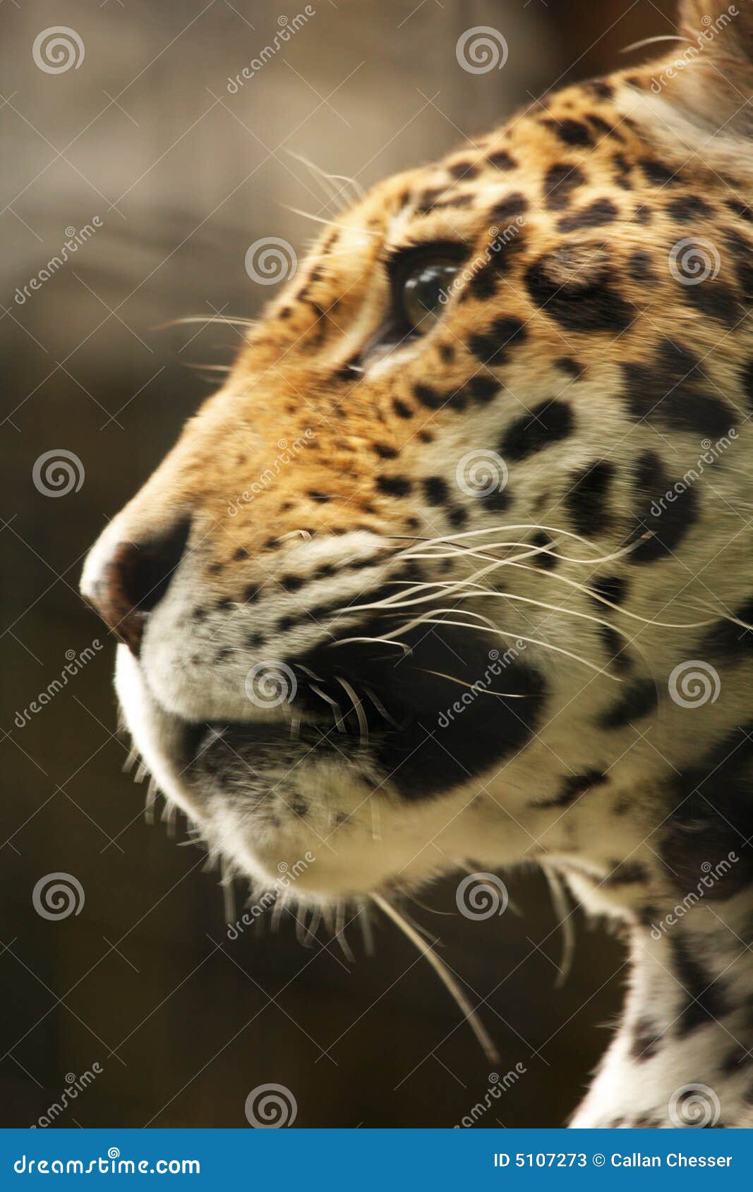 A photo of a male jaguar stock image. Image of jungle - 5107273