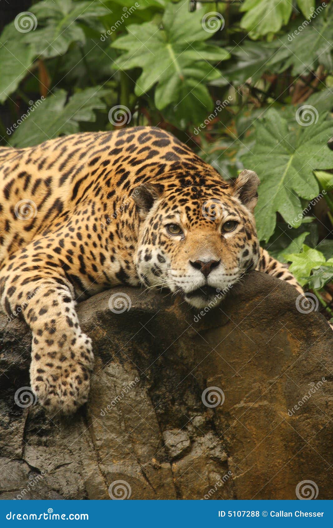 A photo of a male jaguar stock photo. Image of captivity - 5107288