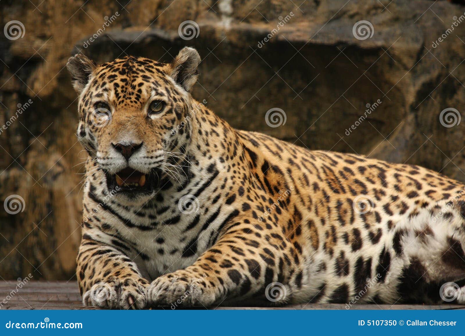 A photo of a male jaguar stock photo. Image of hunt, male - 5107350