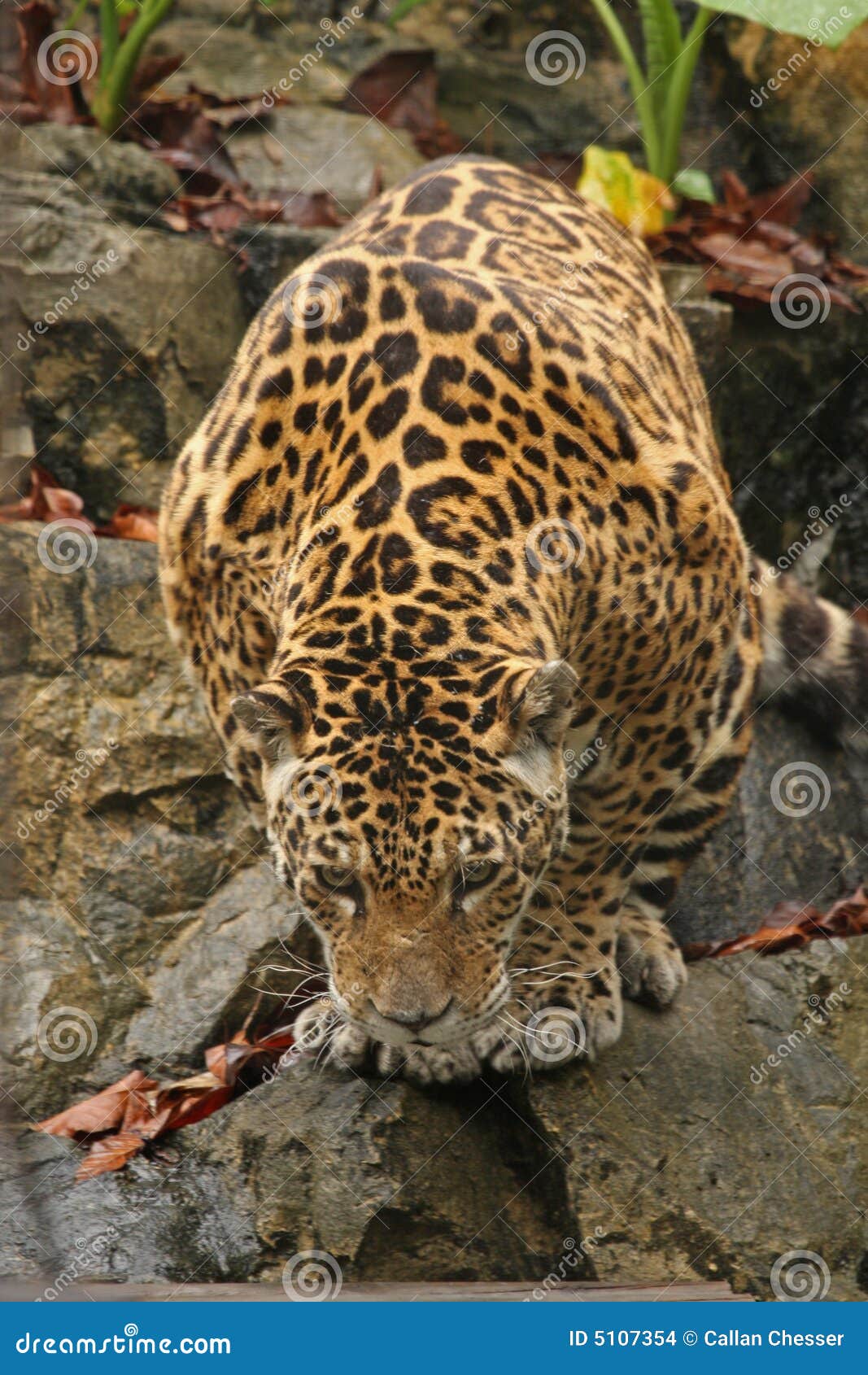 A photo of a male jaguar stock photo. Image of onca, face - 5107354