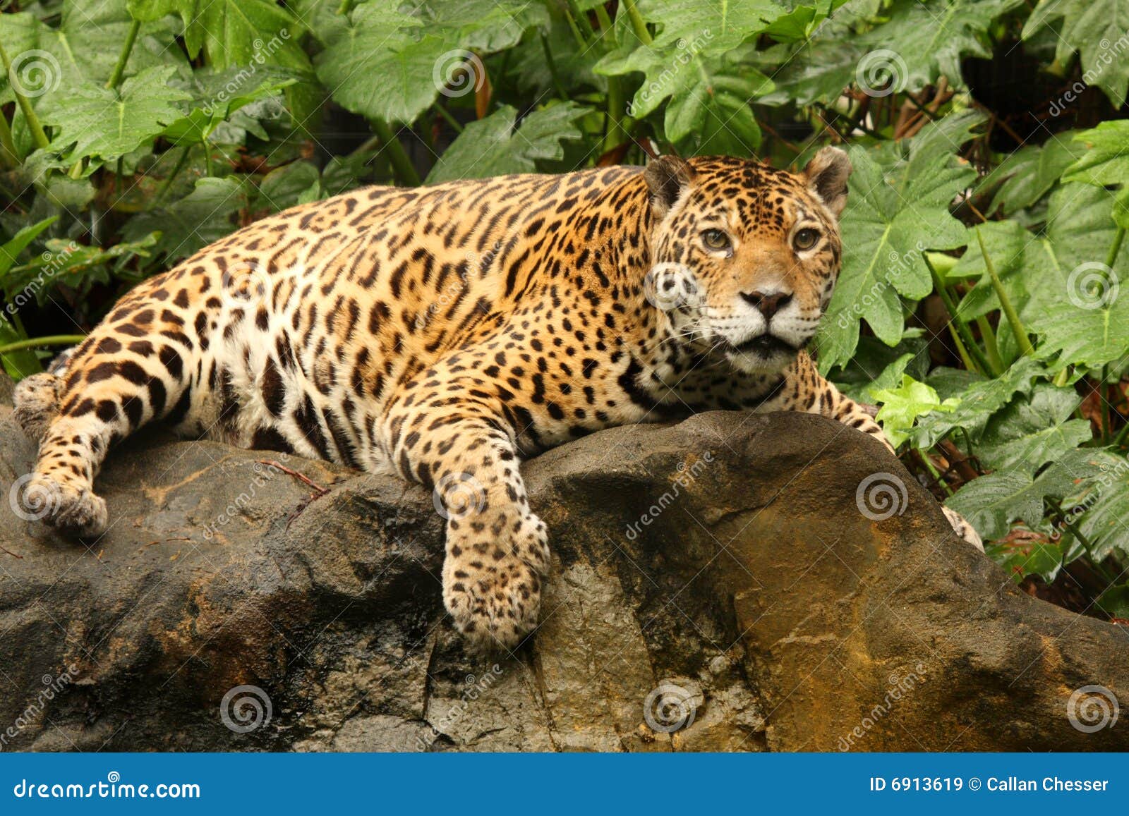 A photo of a male jaguar stock image. Image of danger - 6913619