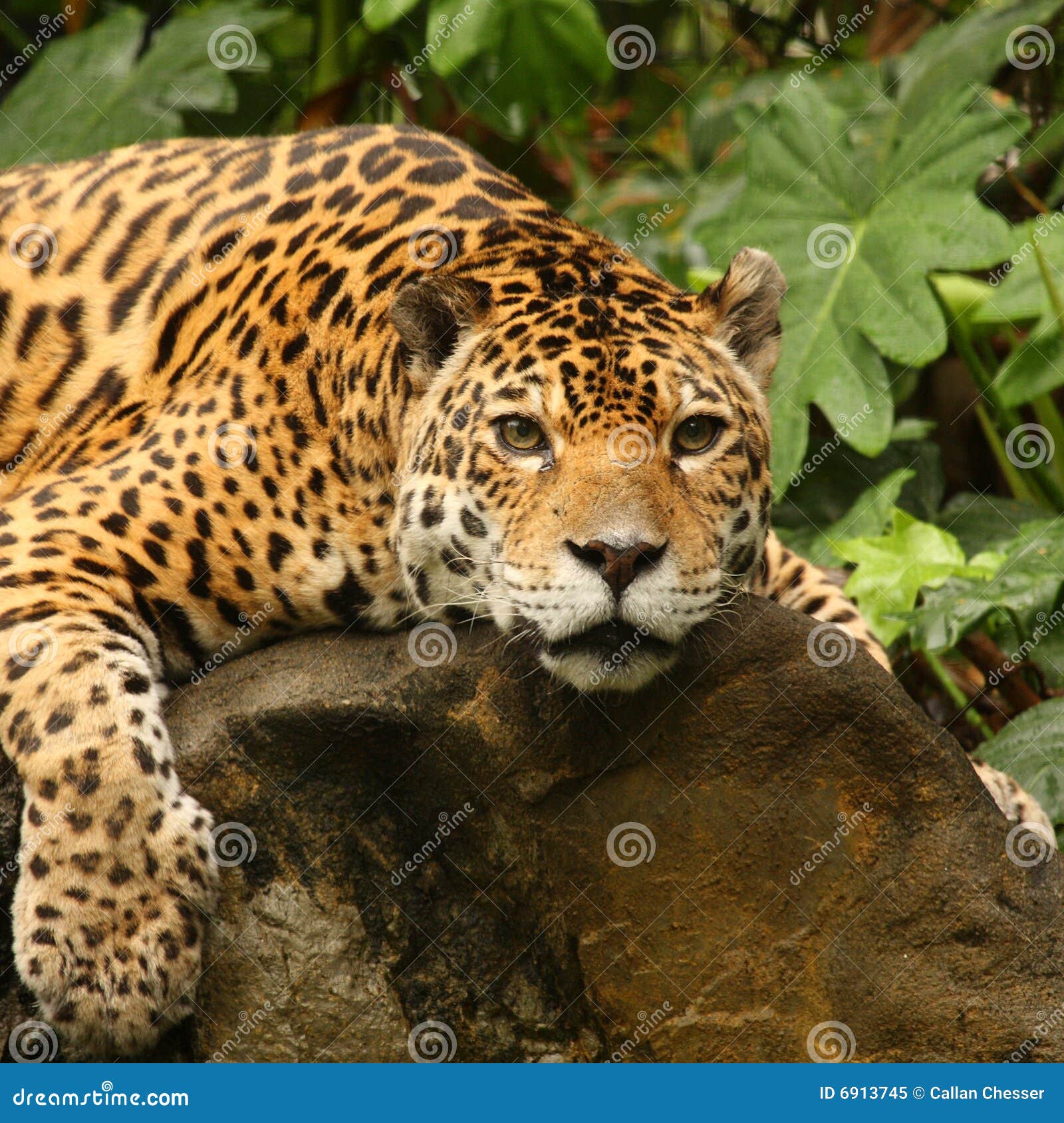 A photo of a male jaguar stock image. Image of animals - 6913745