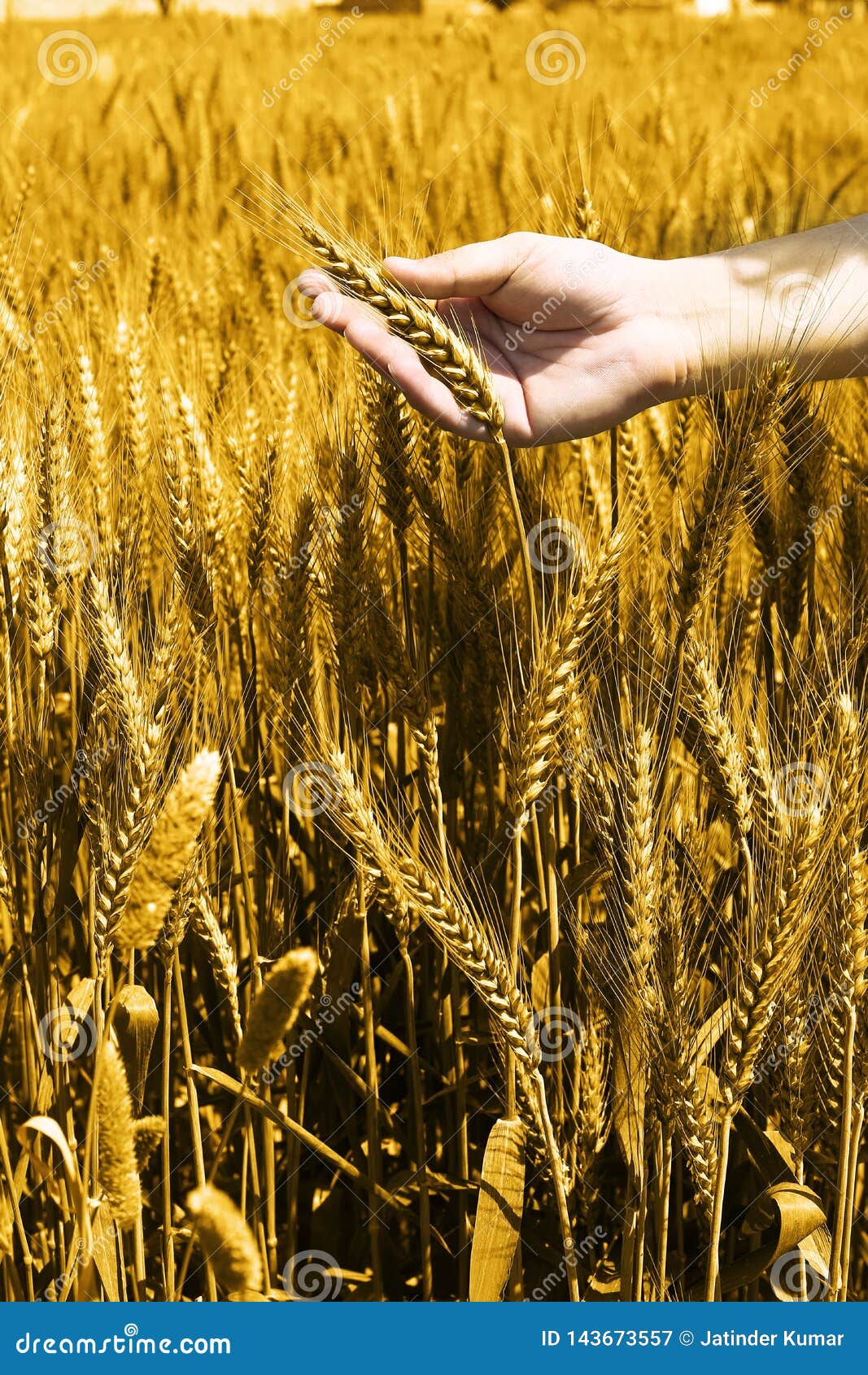 Photo of Man Hand is Holding Golden Wheat Fields Stock Image - Image of ...