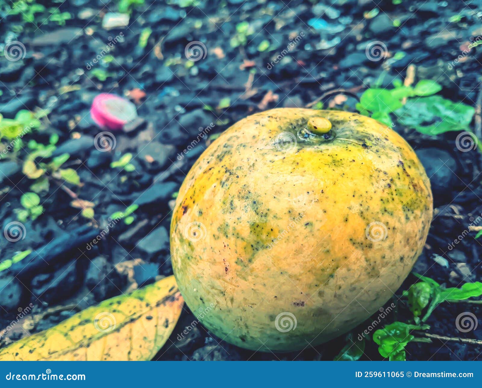 Mango fruit photo stock image. Image of macro, background - 259611065