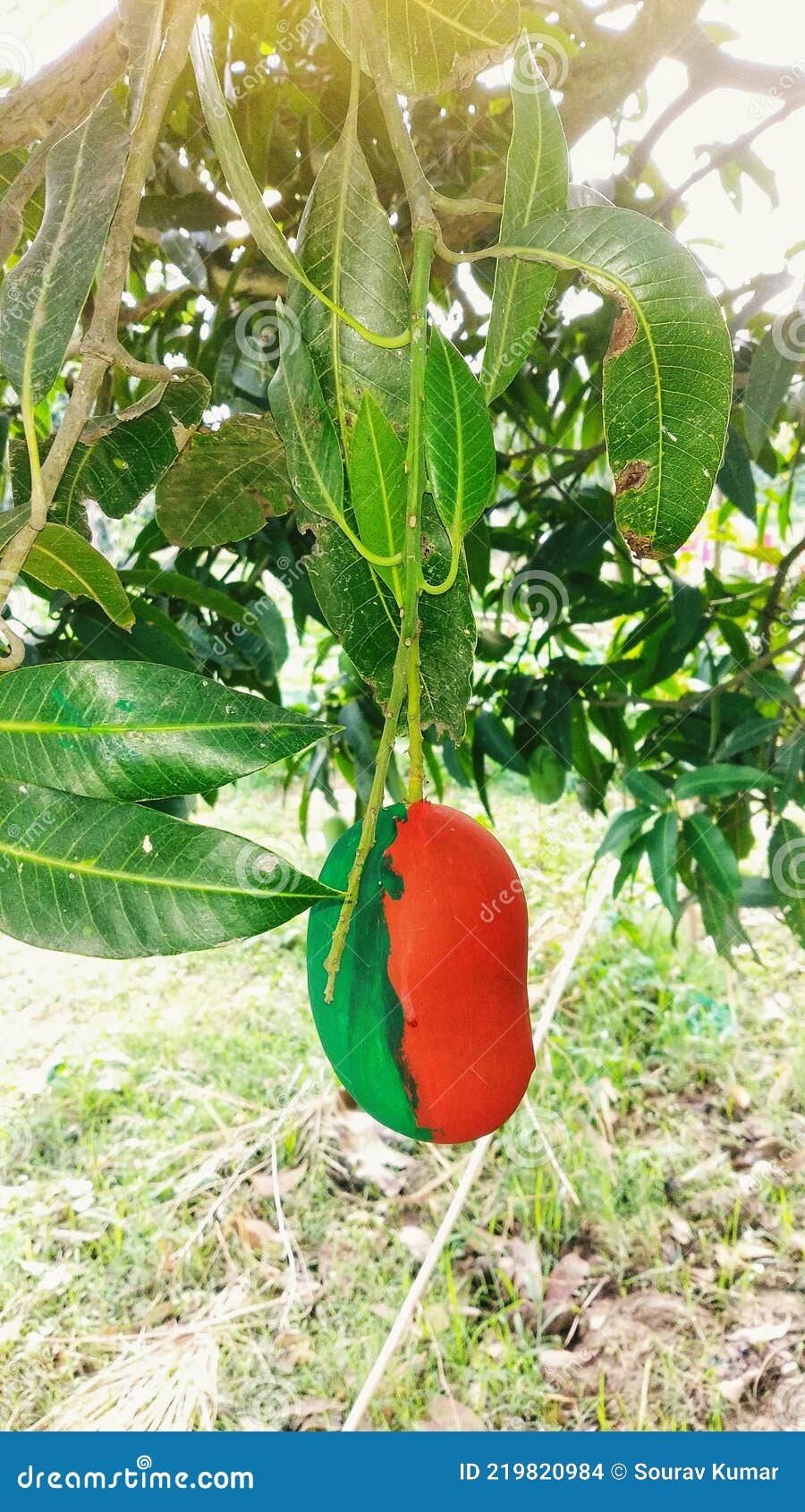 Photo Mango Indian Culture Red Mango Image Stock Photo - Image of ...