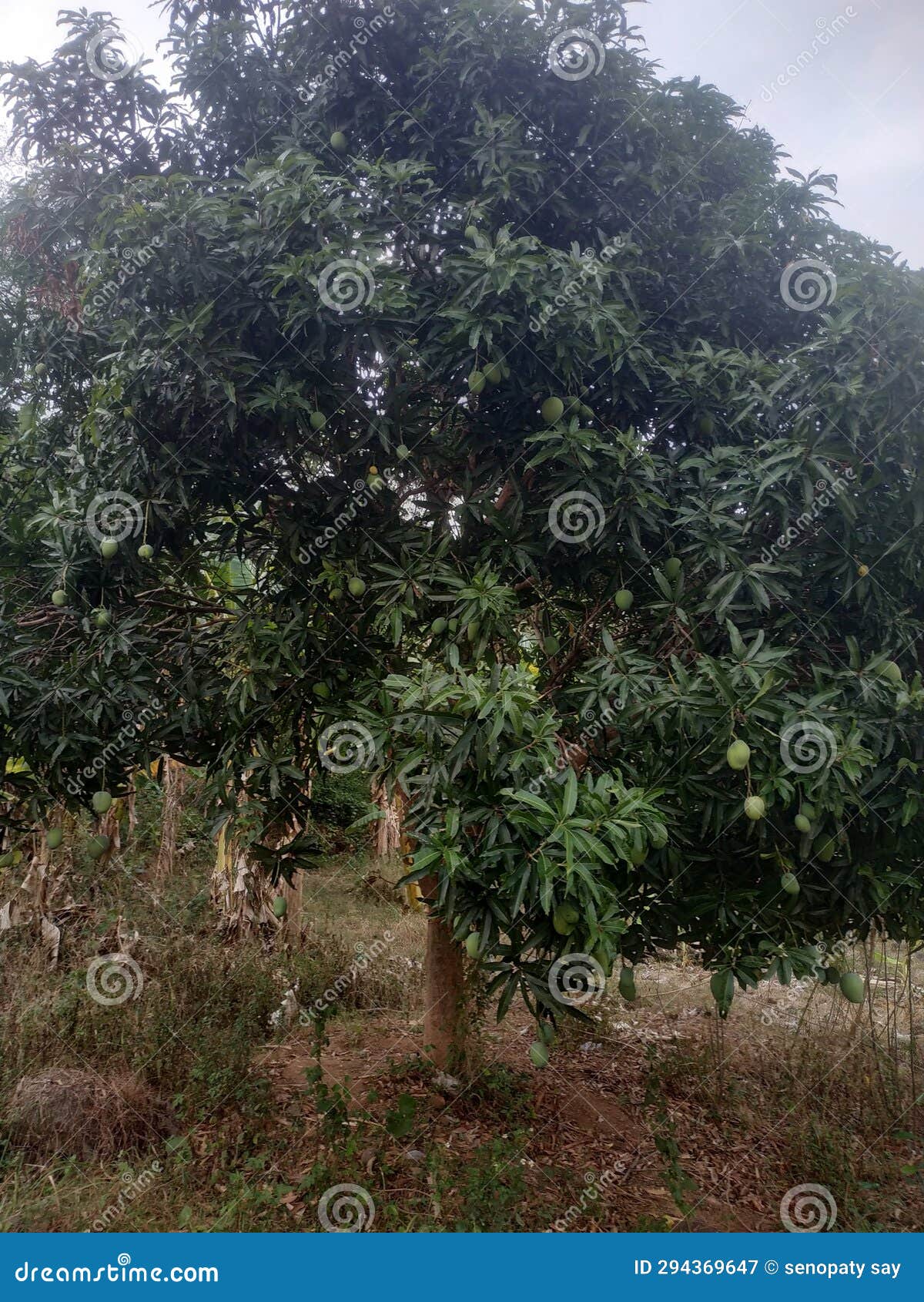 Photo of a Mango Tree Starting To Bear Fruit Stock Image - Image of ...