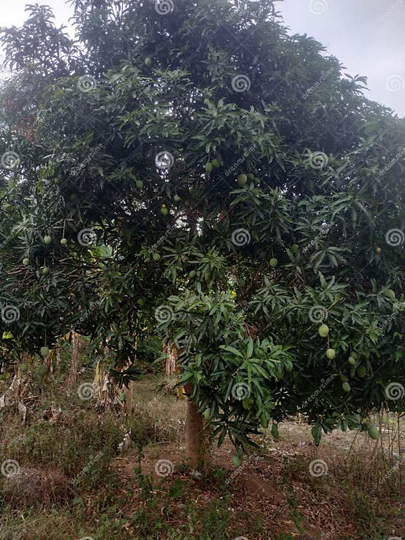 Photo of a Mango Tree Starting To Bear Fruit Stock Image - Image of ...