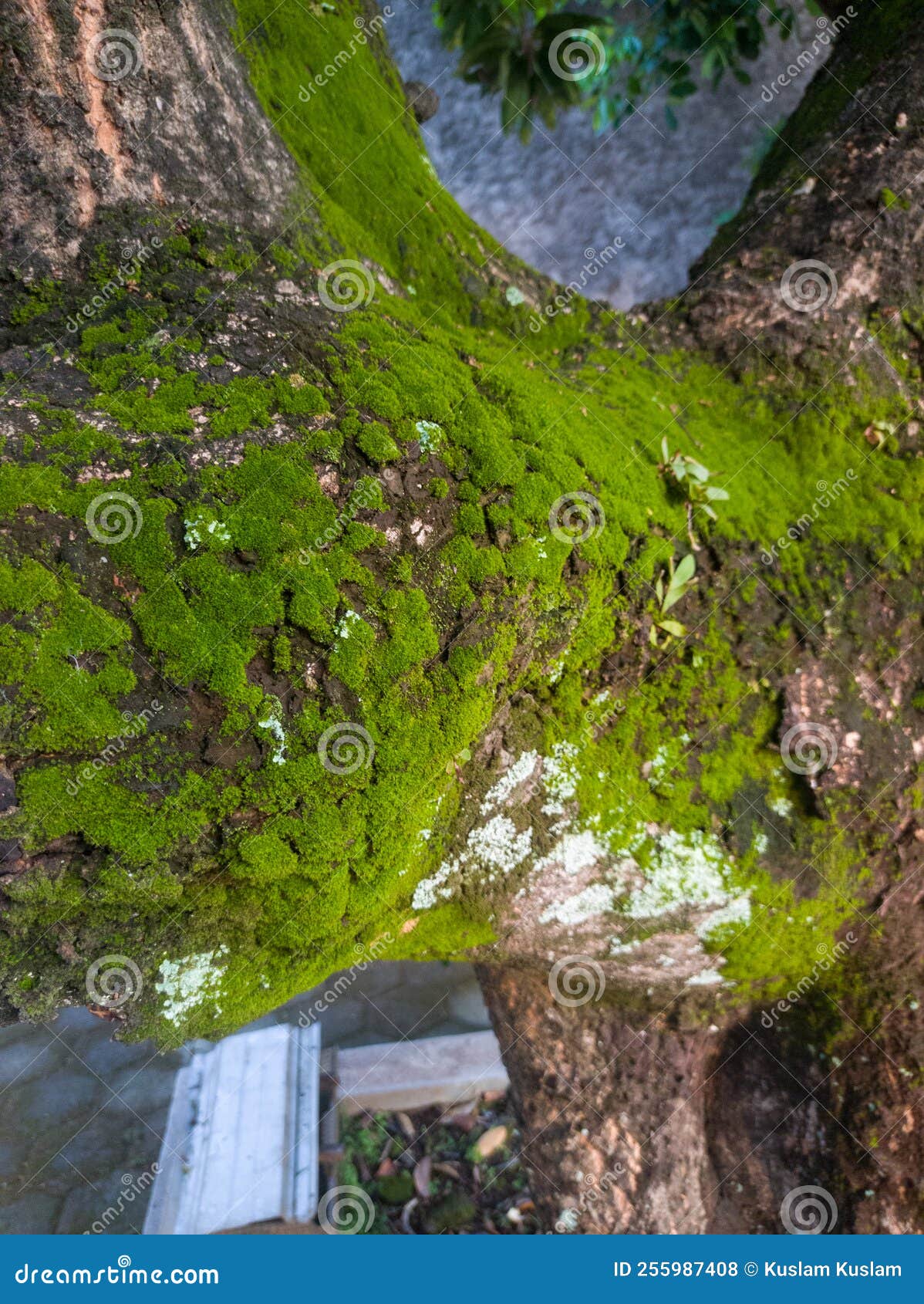 Photo of Mango Tree Trunks Grown with a Lot of Green Moss Stock Photo ...