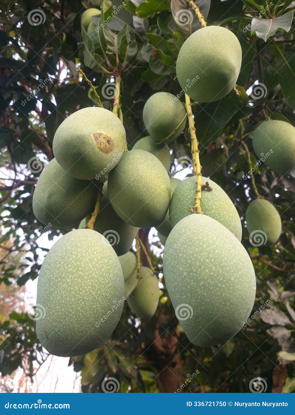 Photo of Mango Varieties during Fruit Season in the Village Stock Photo ...