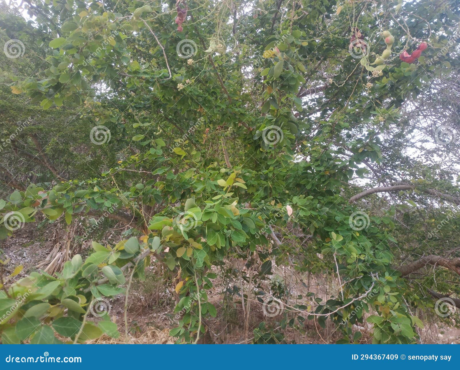 Photo of Manila Tamarind Tree Growing in the Forest Stock Image - Image ...