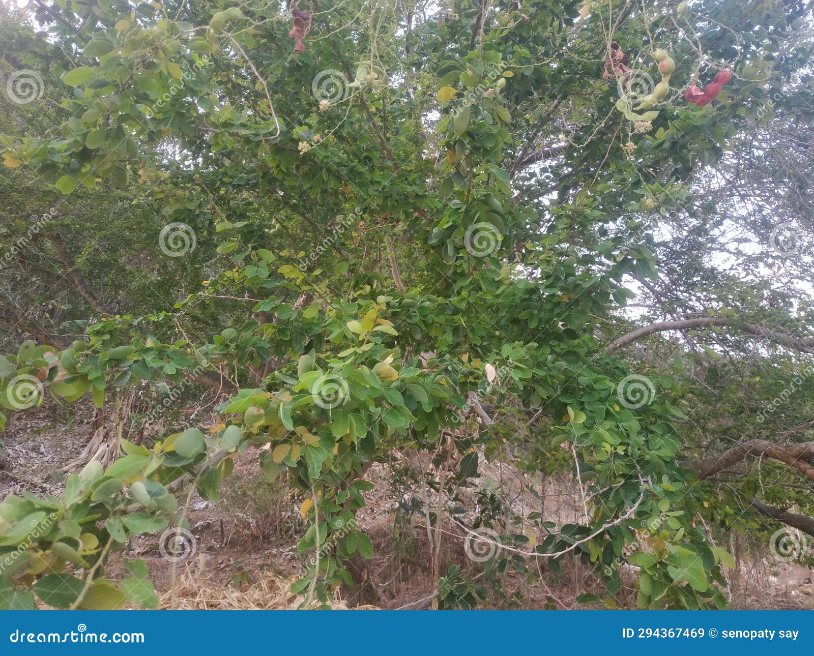 Photo of Manila Tamarind Tree Growing in the Forest Stock Image - Image ...