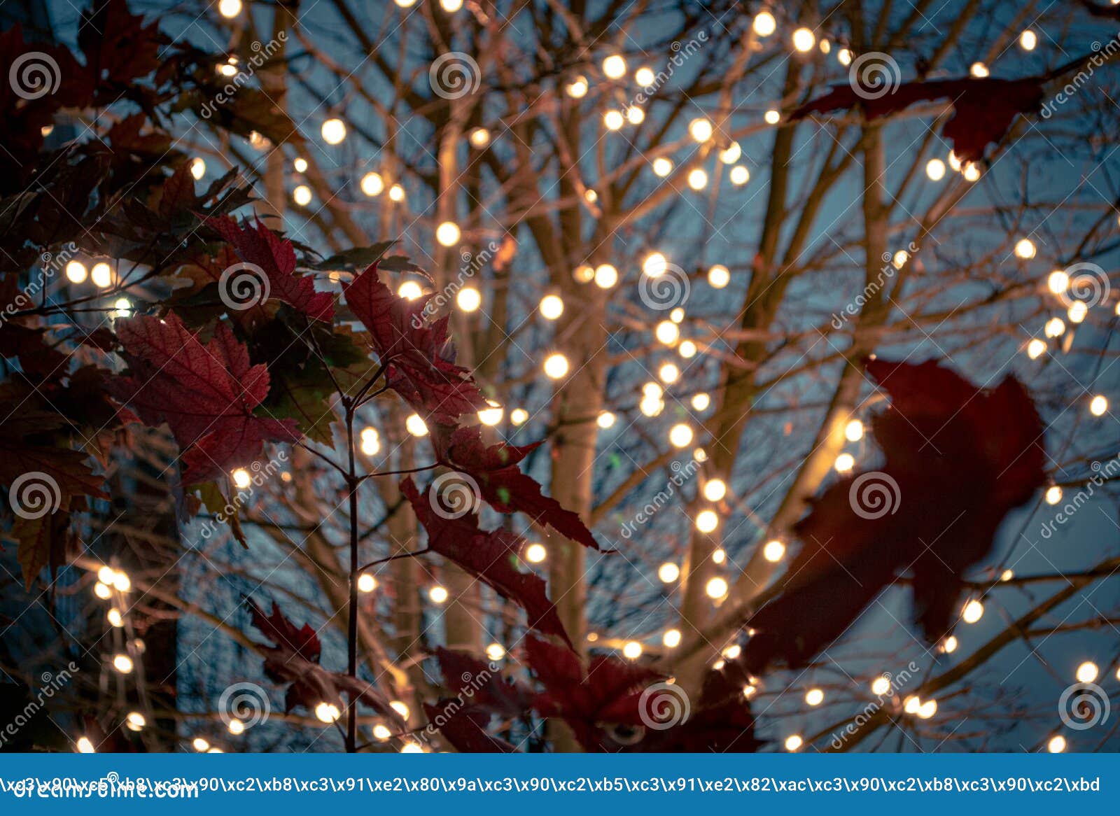 Photo of Maple Tree with Garlands Stock Photo - Image of plant, winter ...