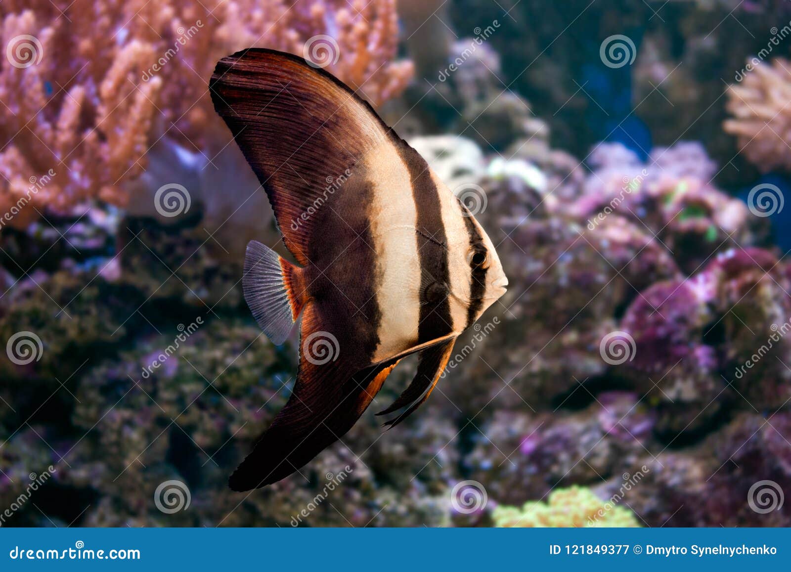 Photo of Marine Fish - Batfish Stock Image - Image of environment, cute ...